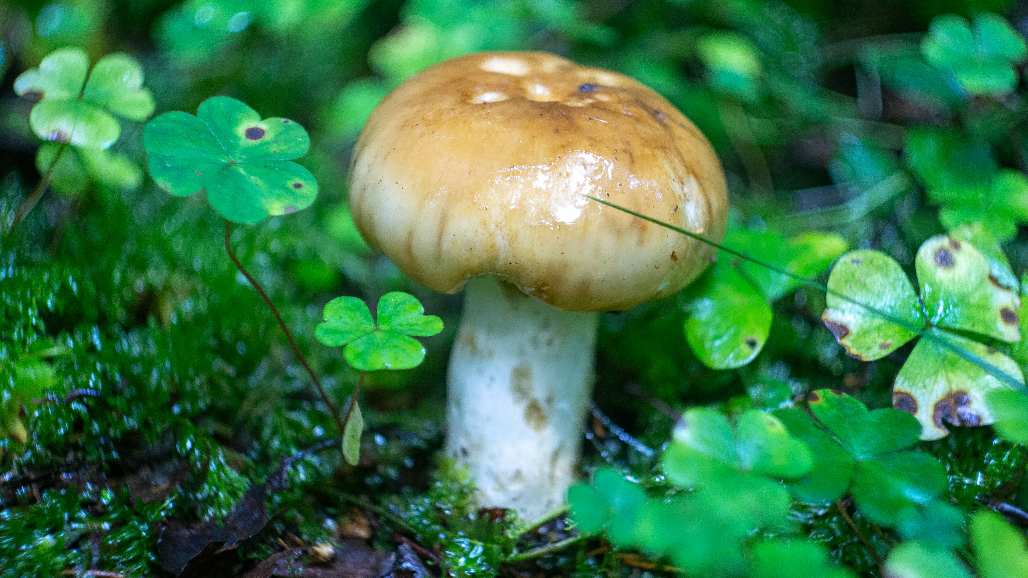 Mushroom Sentinel Among Emerald Moss and Clover