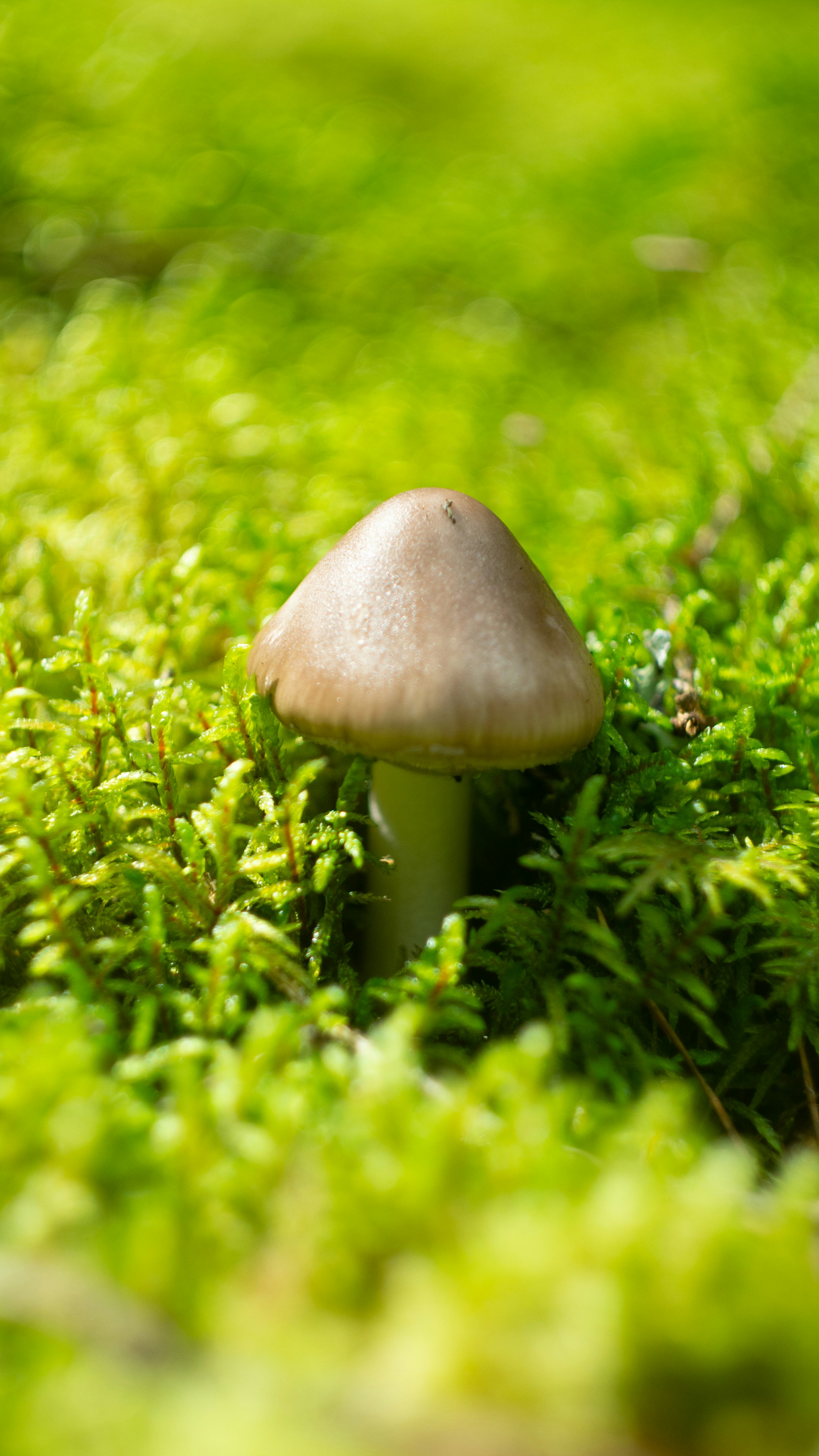 Mushroom Shrine Rising from a Sea of Moss