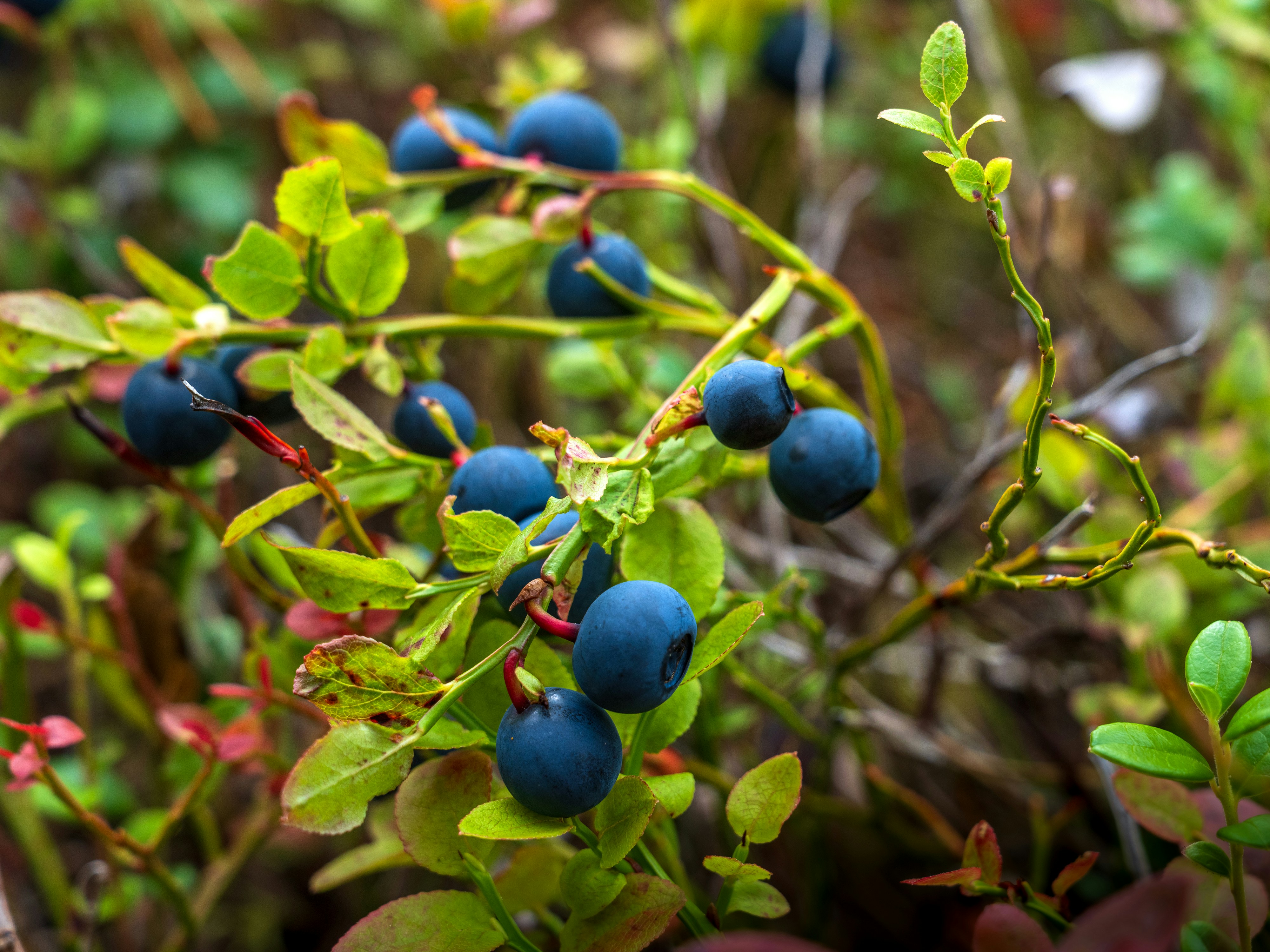 Blueberry Cascade: A Quiet Burst of Color Among Greenery