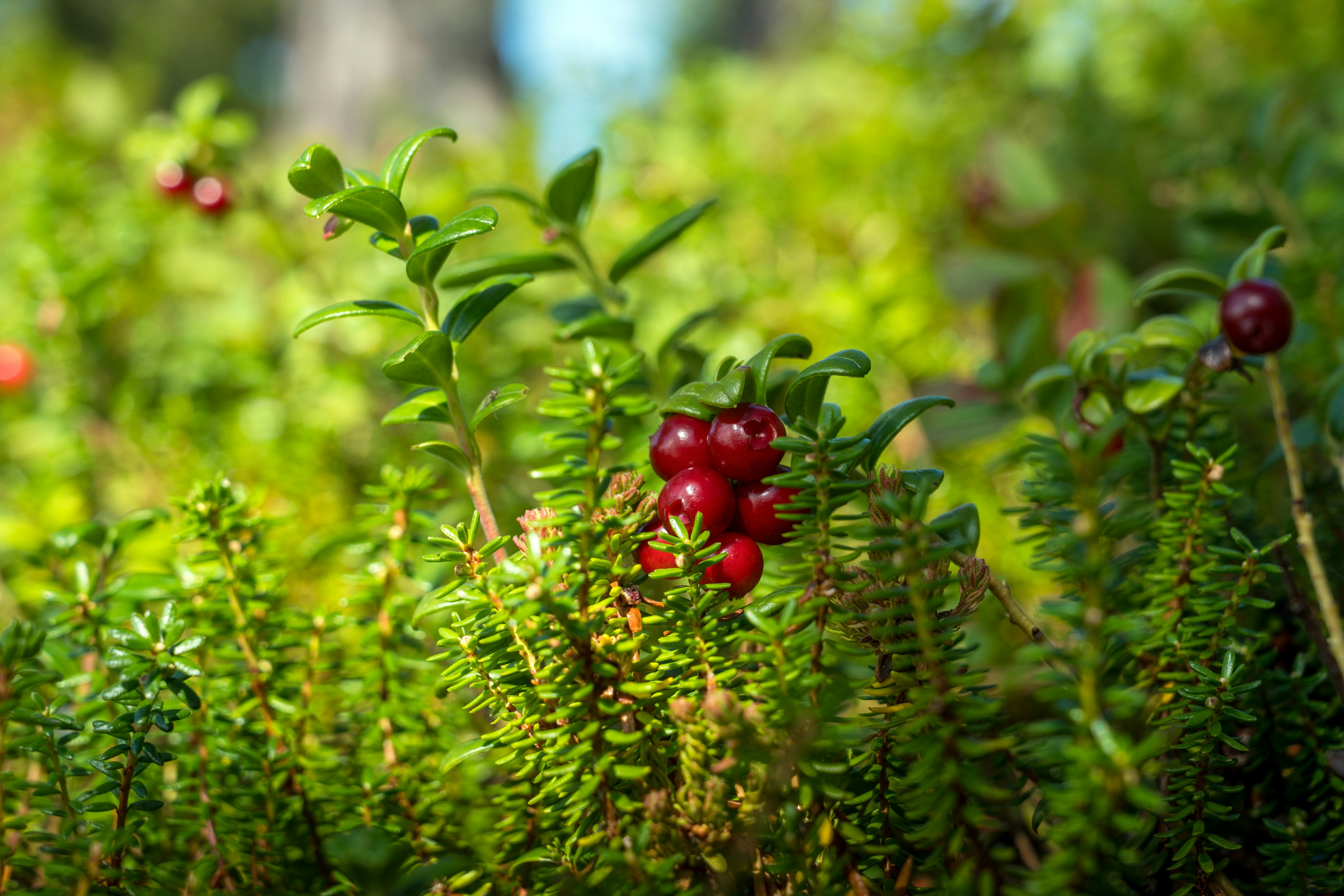 Red Berries among Green Foliage: Quiet Burst of Color in a Sunlit Thicket