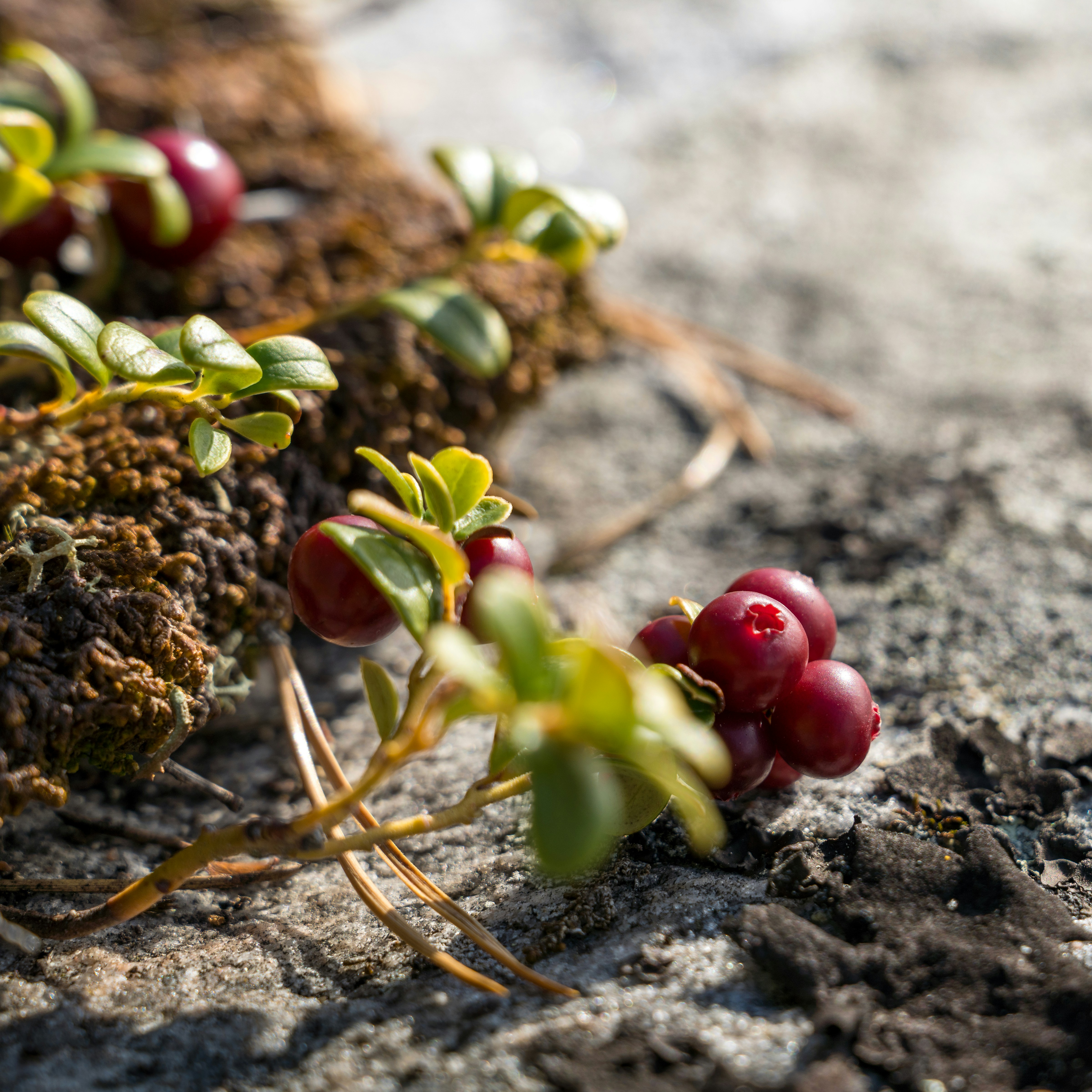 Crimson Berries on Weathered Stone