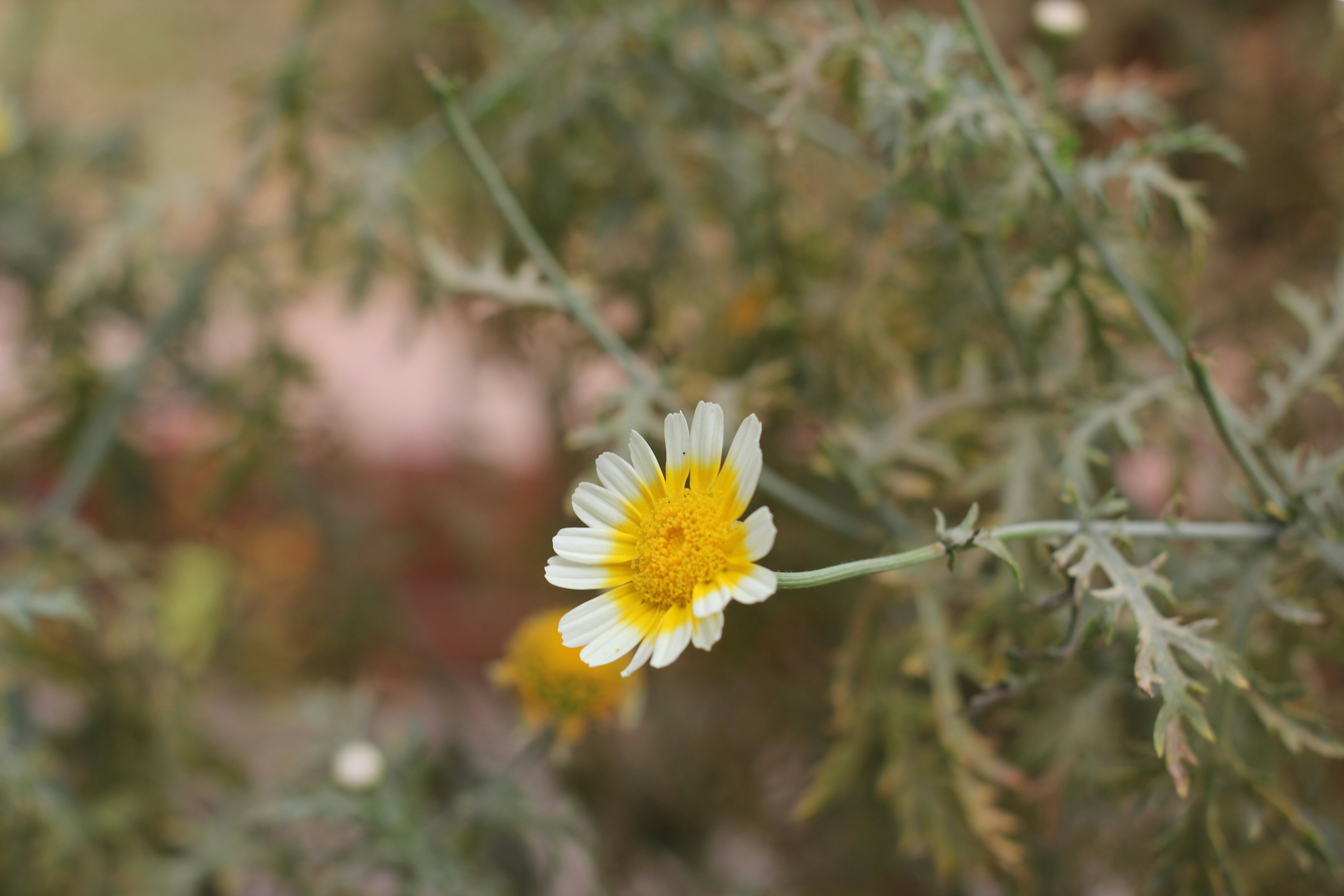 A lone daisy in a muted garden light