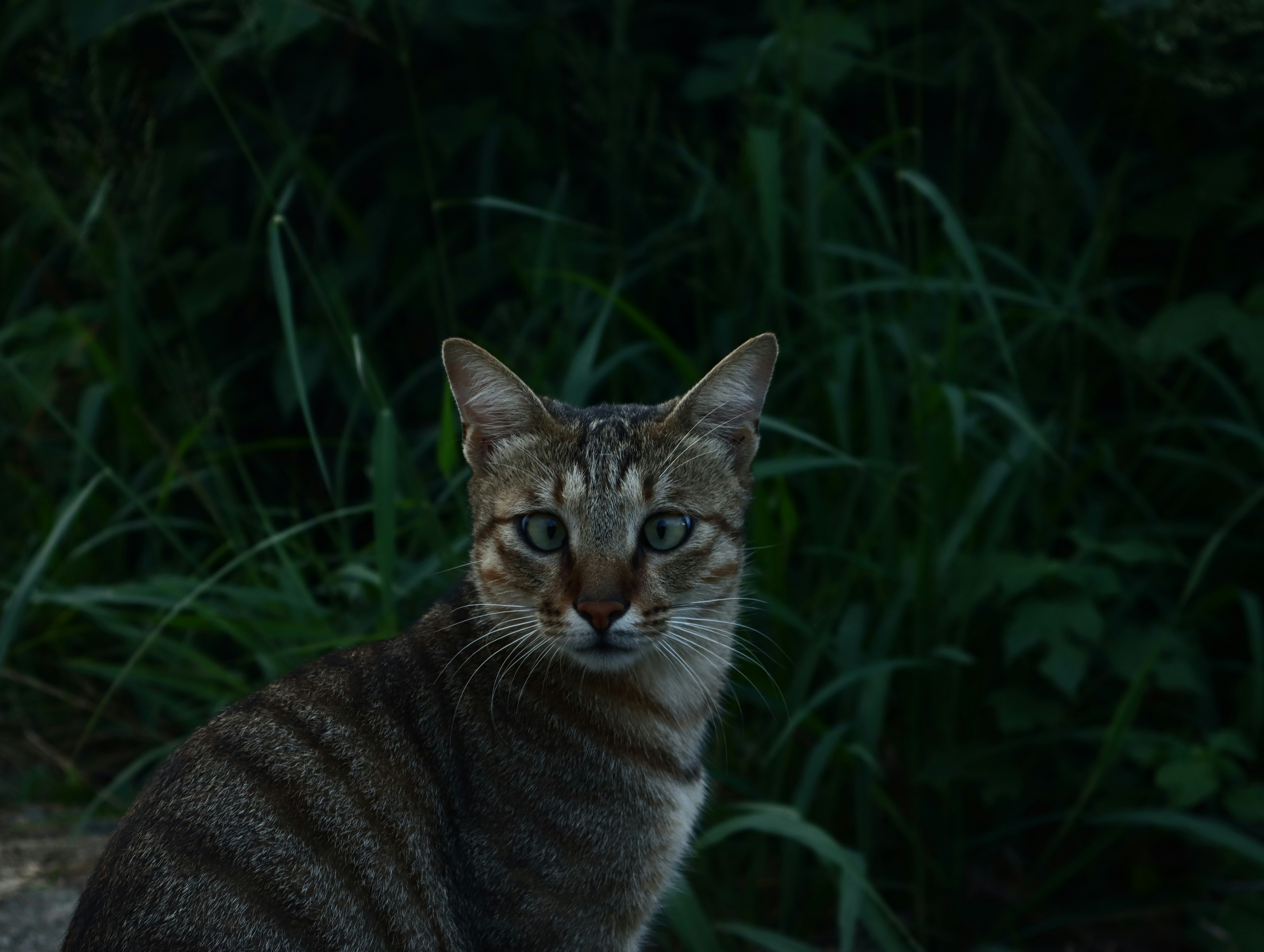 Stare of the Garden: A Cat’s Quiet Watch