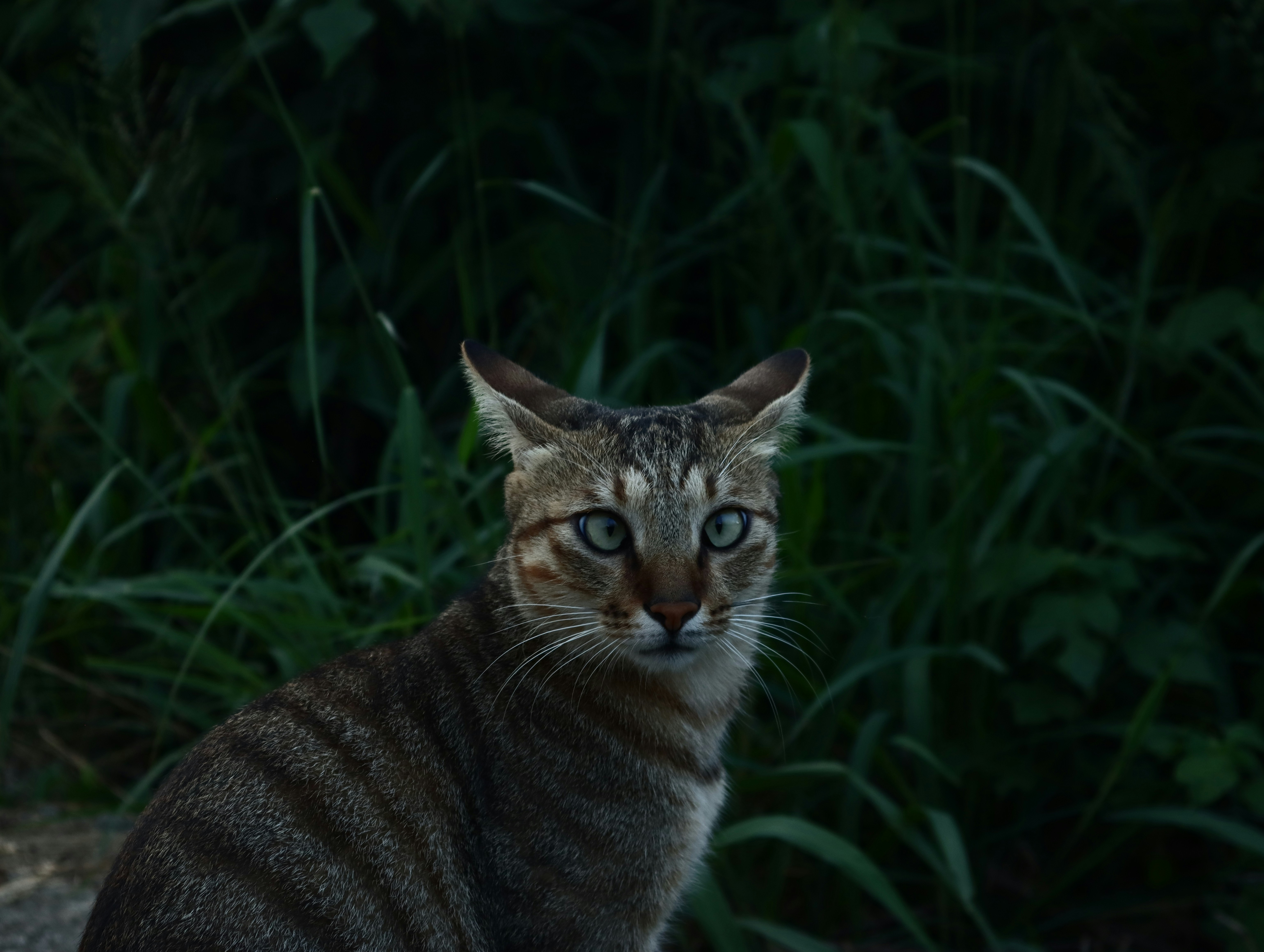 Shadowed Gaze: A Cat Emerges from the Evening Grass