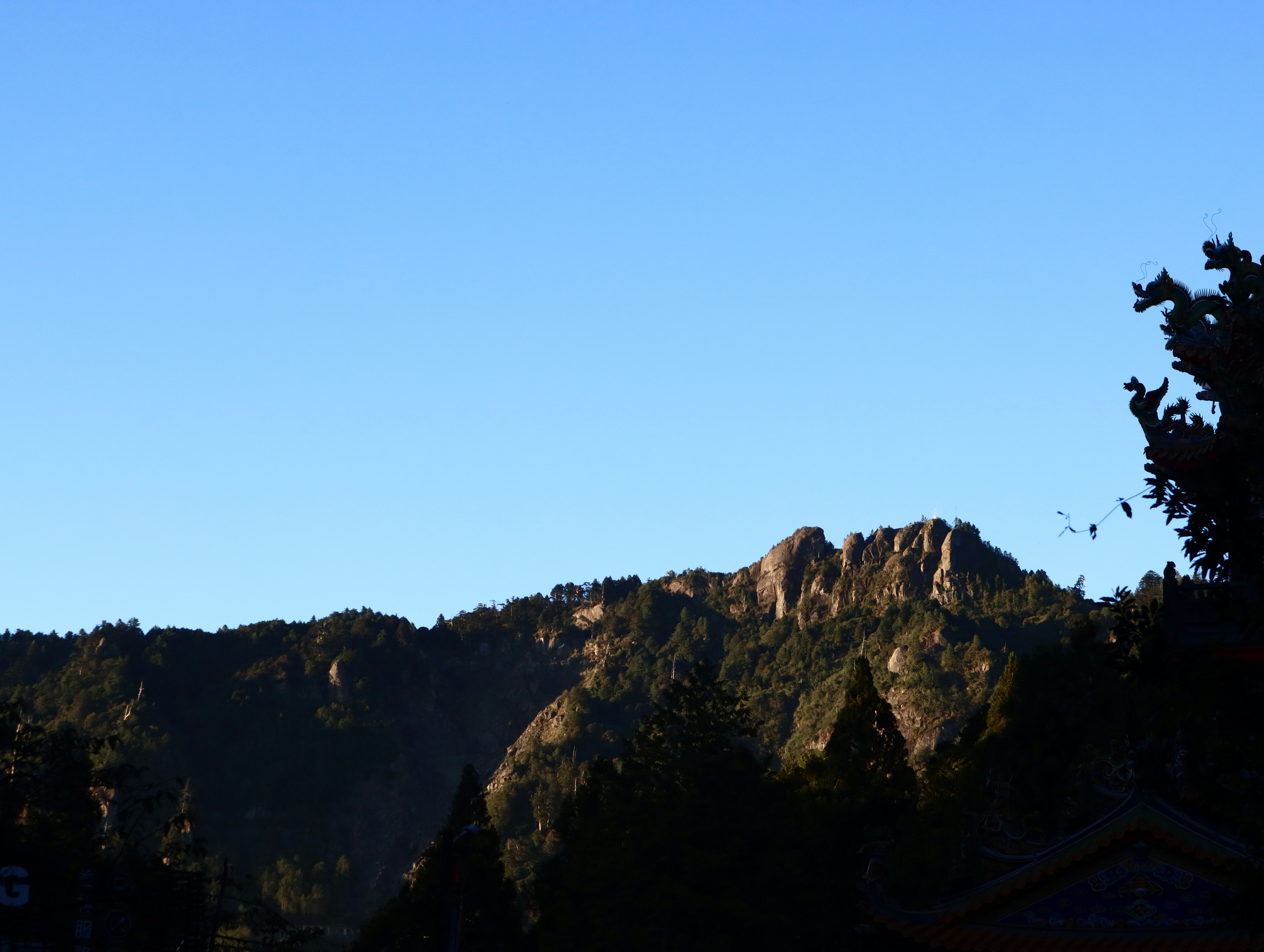 Ridge Light: A Sunlit Crest Between Silent Pines