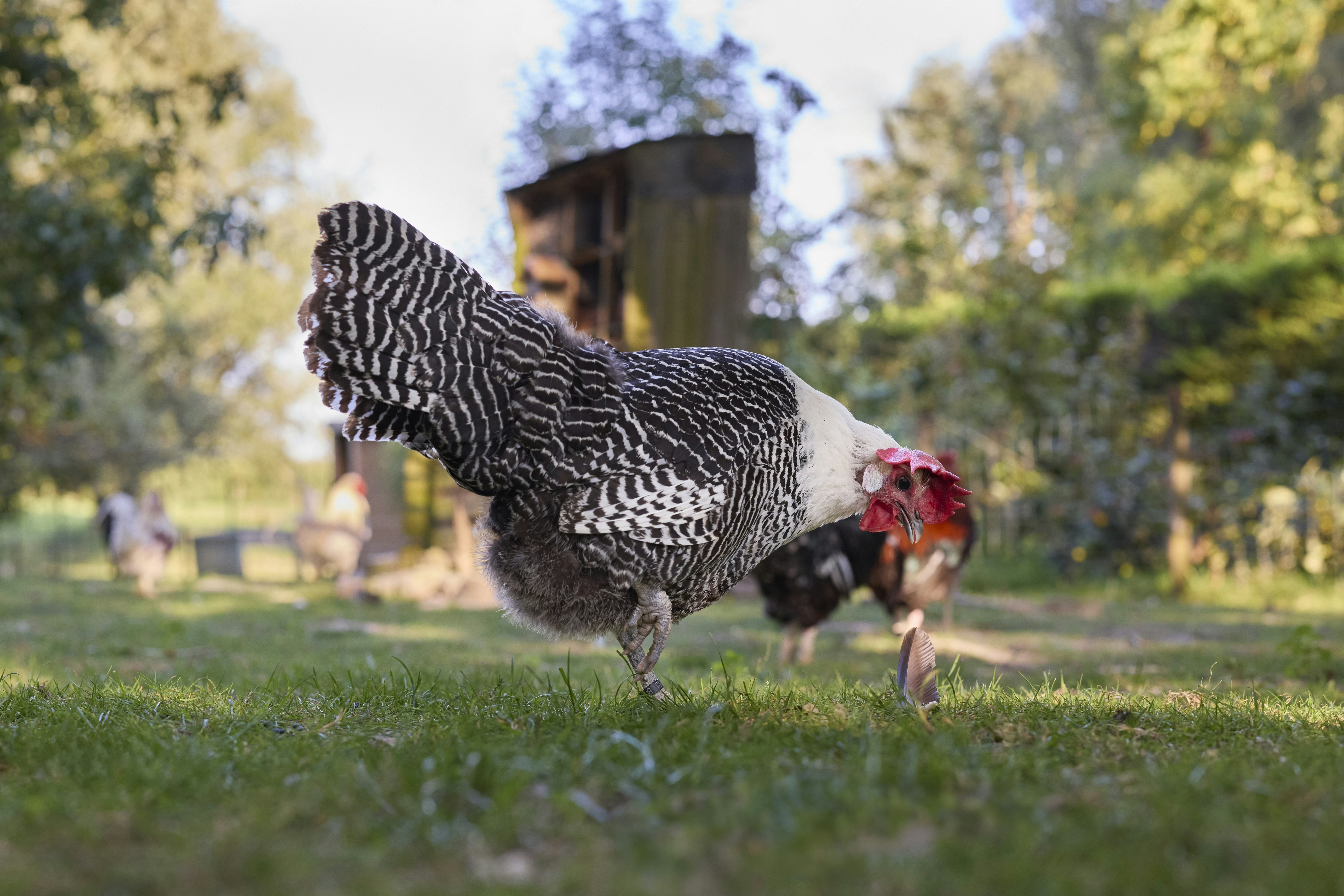 Rooster in a sunlit farm yard mid-stride