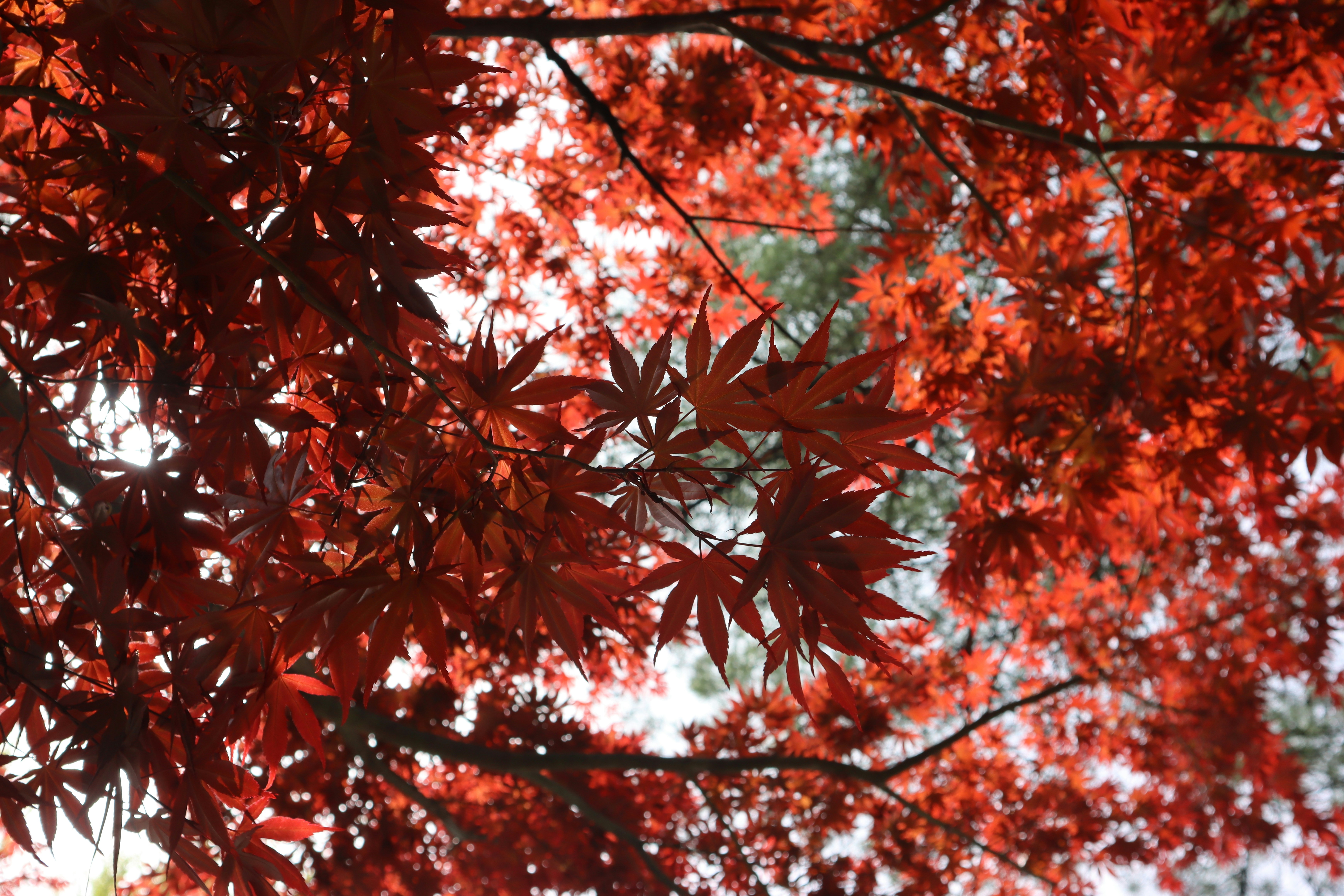Crimson Maple Canopy Engulfed in Evening Light