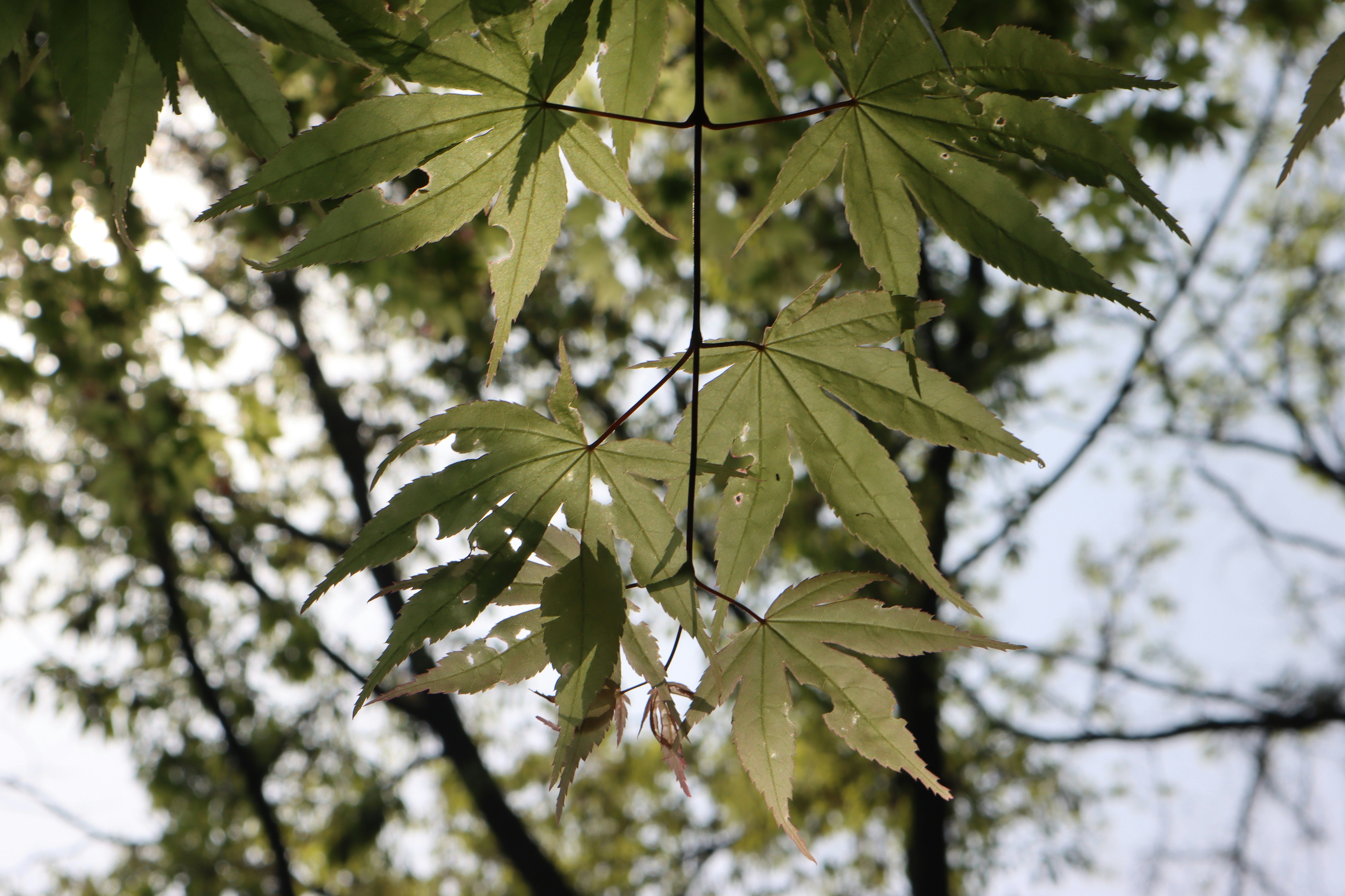 Close-up of green maple-like leaves with a blurred sky background, showing natural light and layered branches. A nature detail suitable for macro-like study or plant photography.