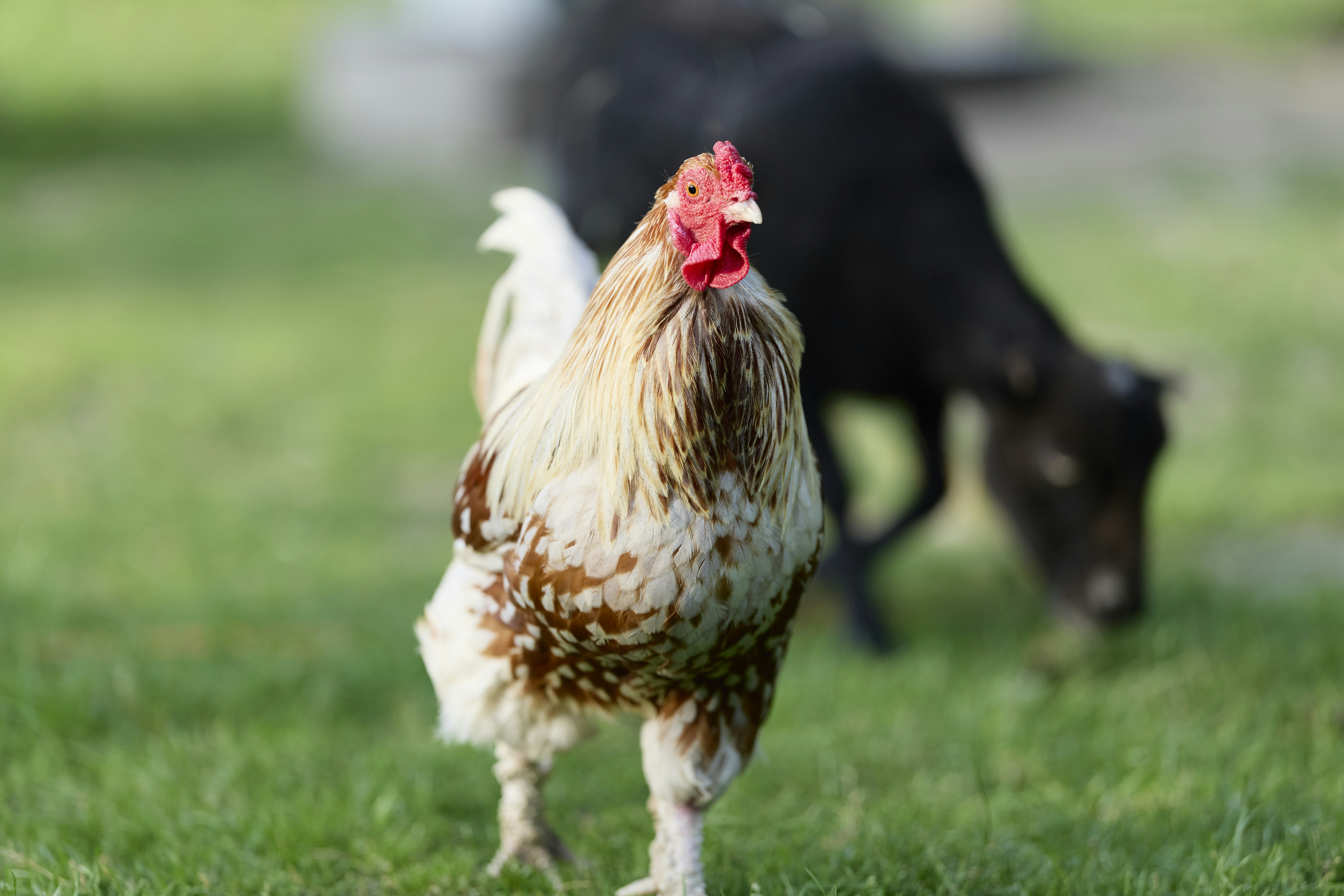 Front-Forward Rooster in Sunlit Yard with Shadowed Dog