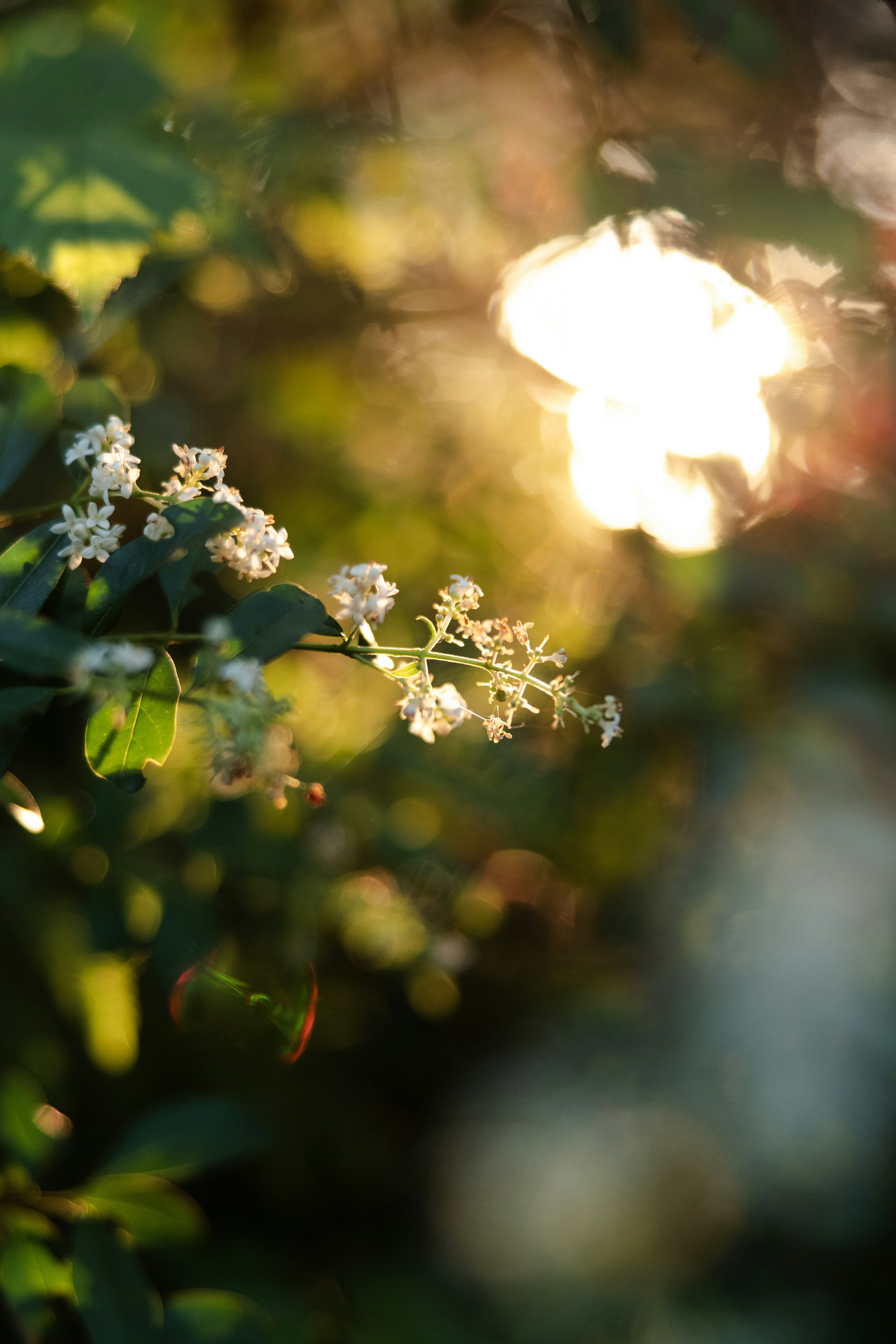 Soft Backlit Blooms in Golden Hour Meadow