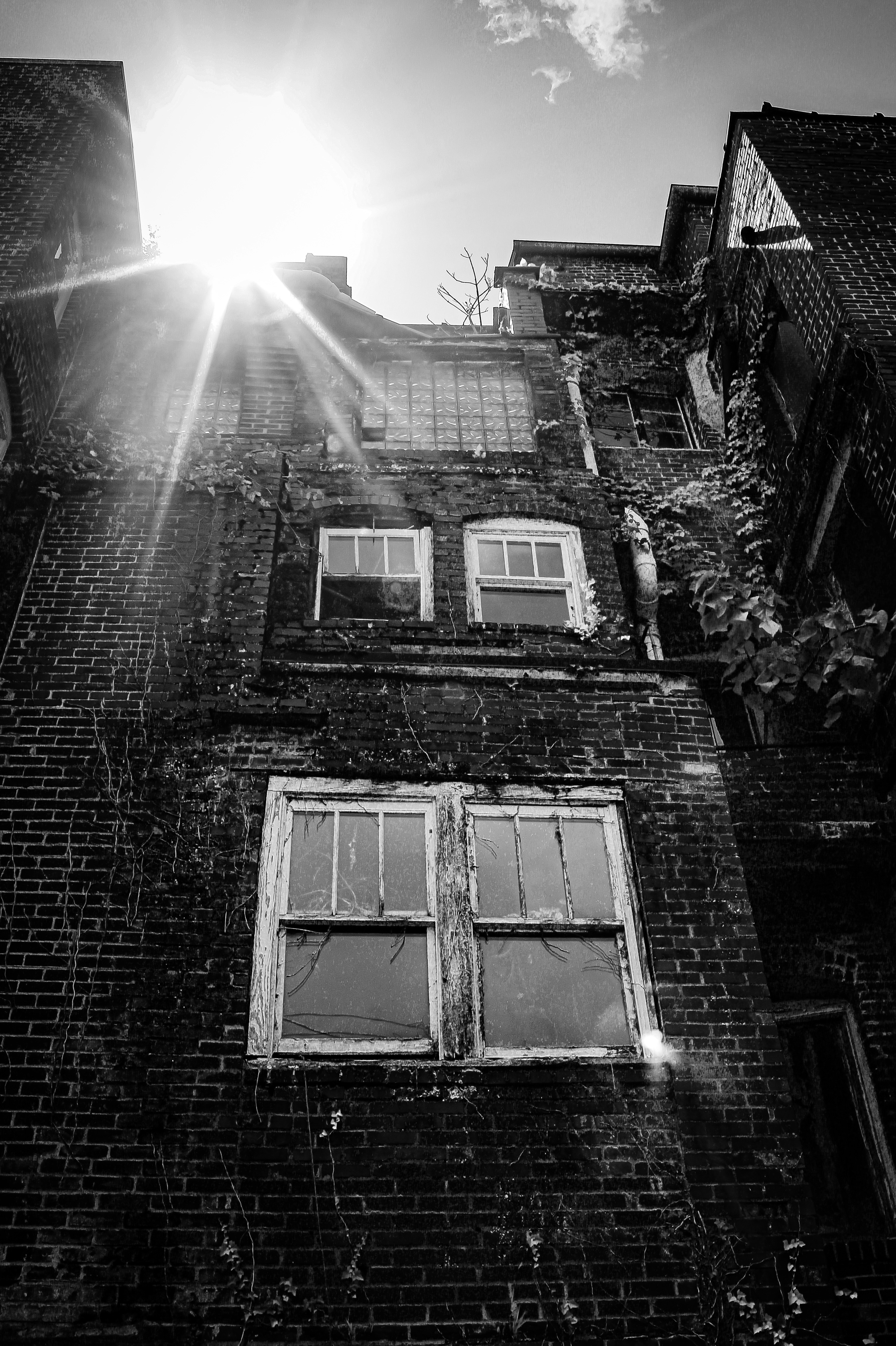 Sunburst Over Ivy-Clad Brick: An Untouched Urban Gable
