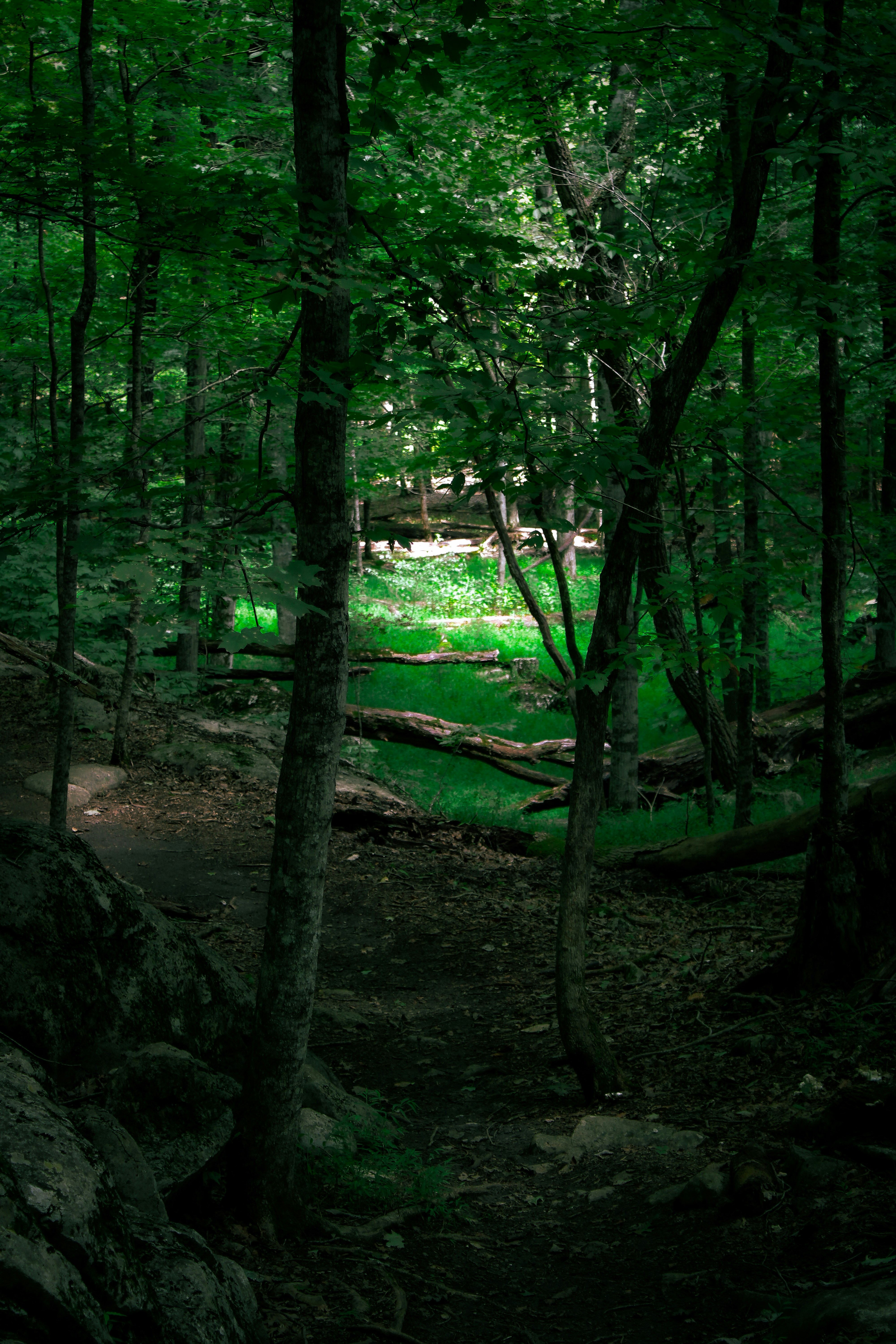 Emerald Corridor: Light Breaks Through a Quiet Forest Stream