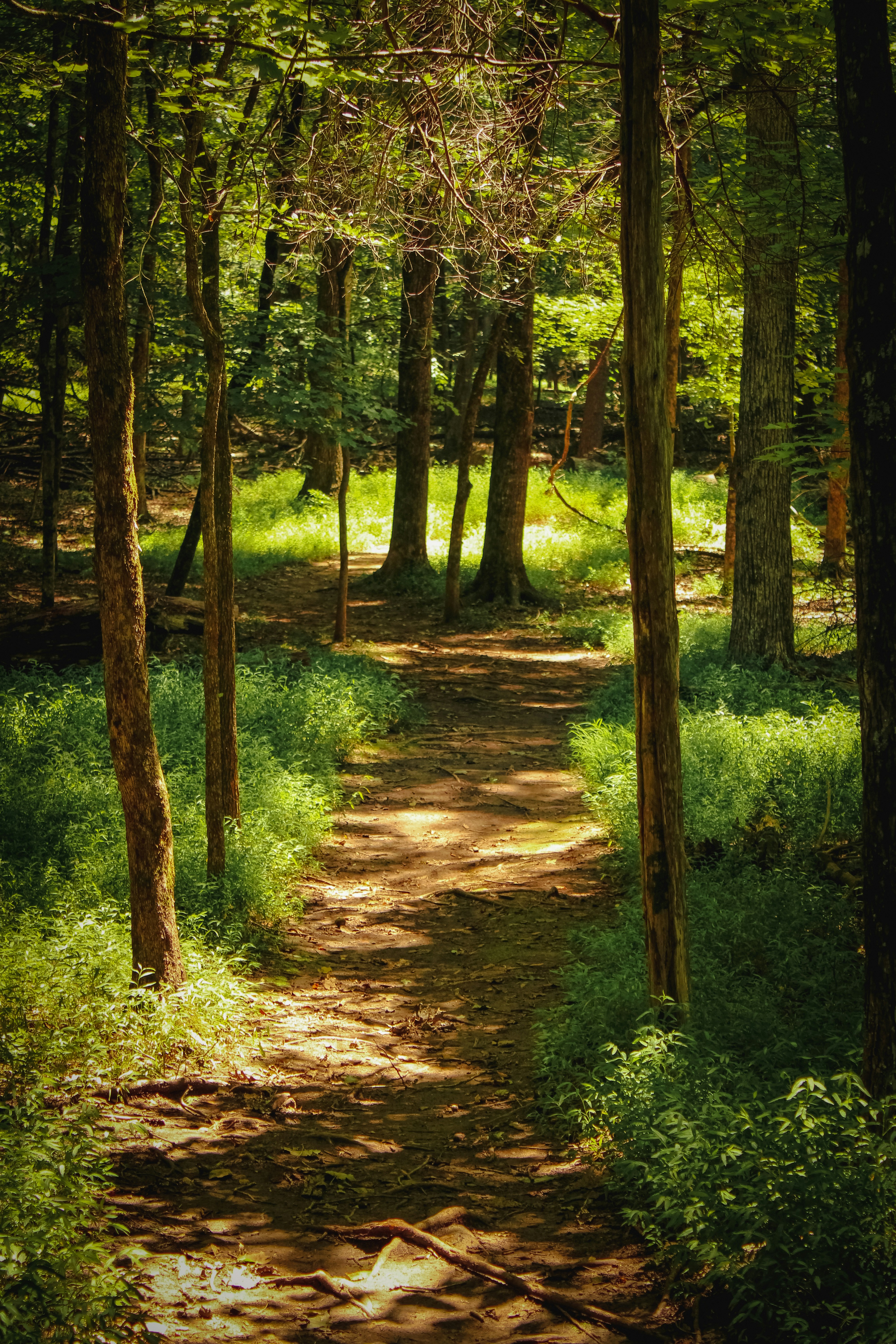 Sunlit Woodland Path: A Serene Corridor Through Dawn-kissed Trees