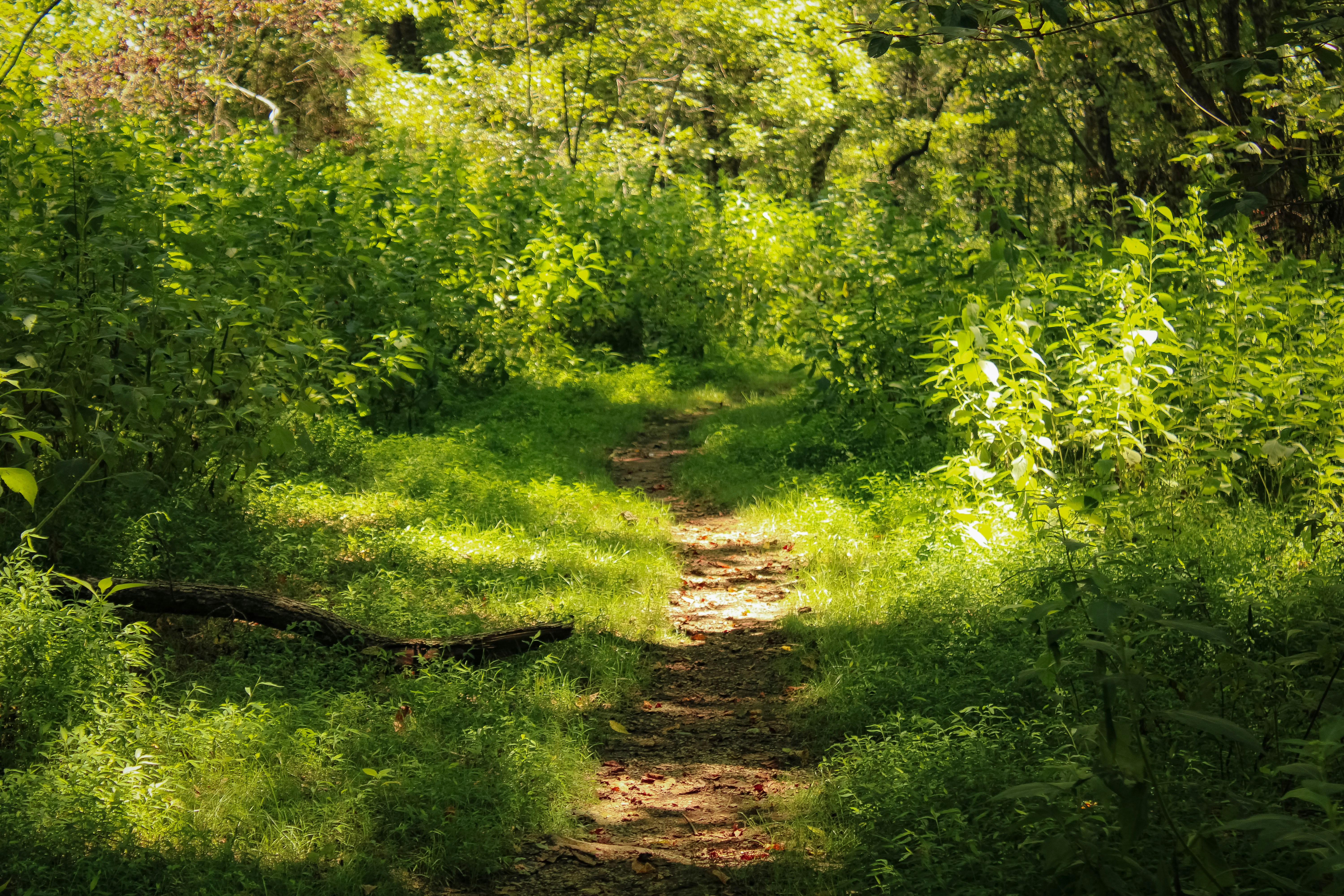 Sunlit Trail through a Lush Green Corridor