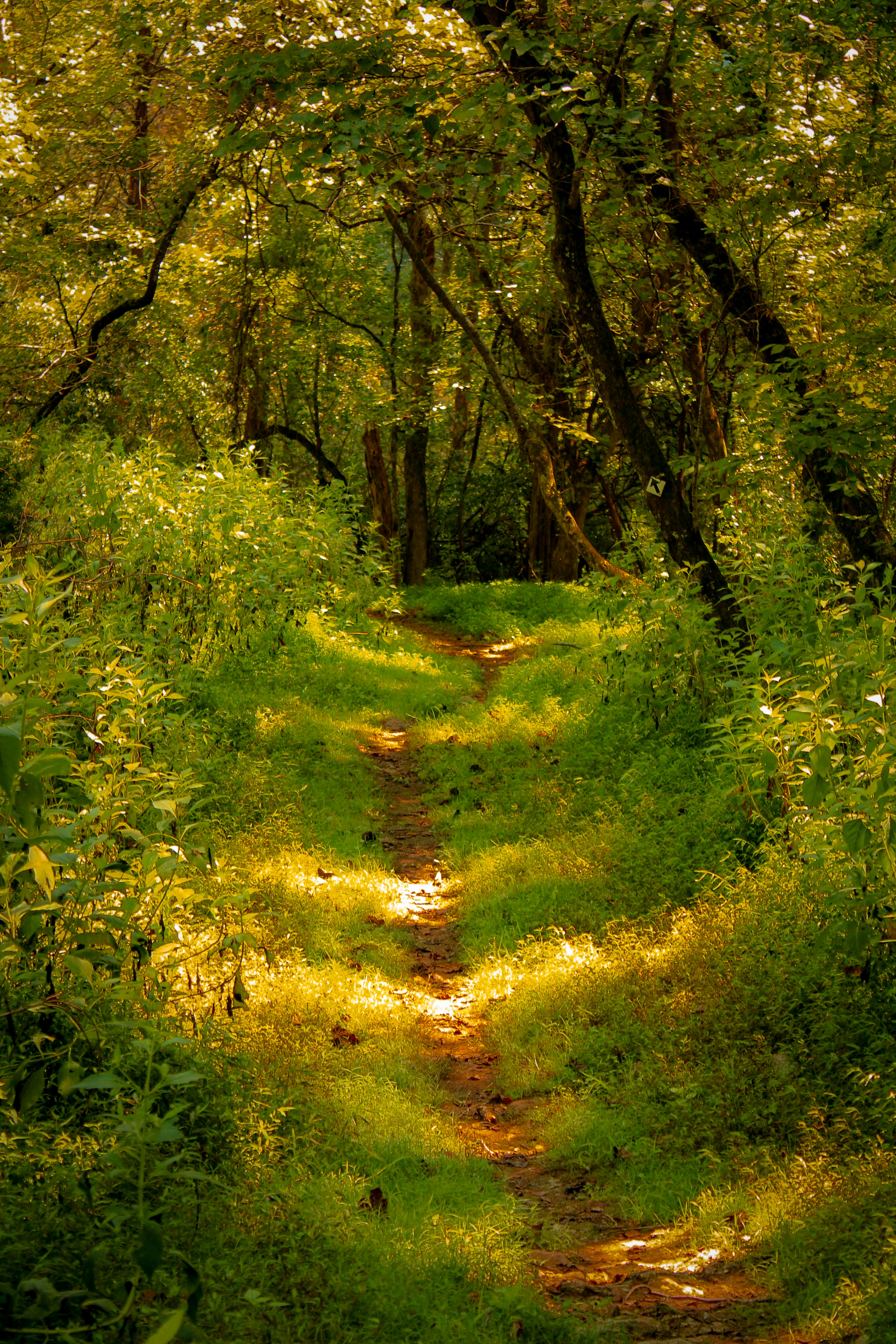 Sunlit Woodland Path Curving Through Spring-green Understory