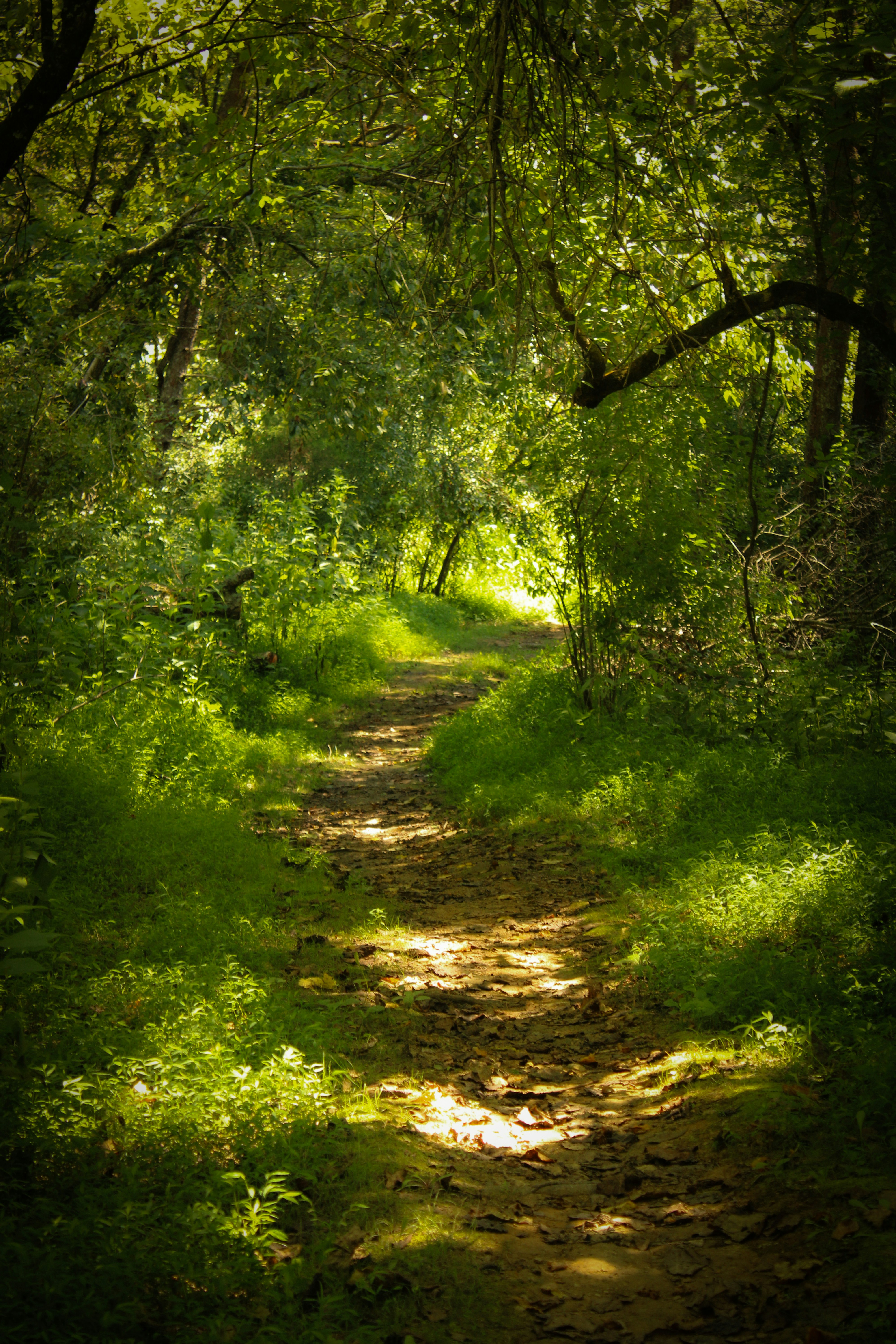 Sunlit Path Through a Green Cathedral