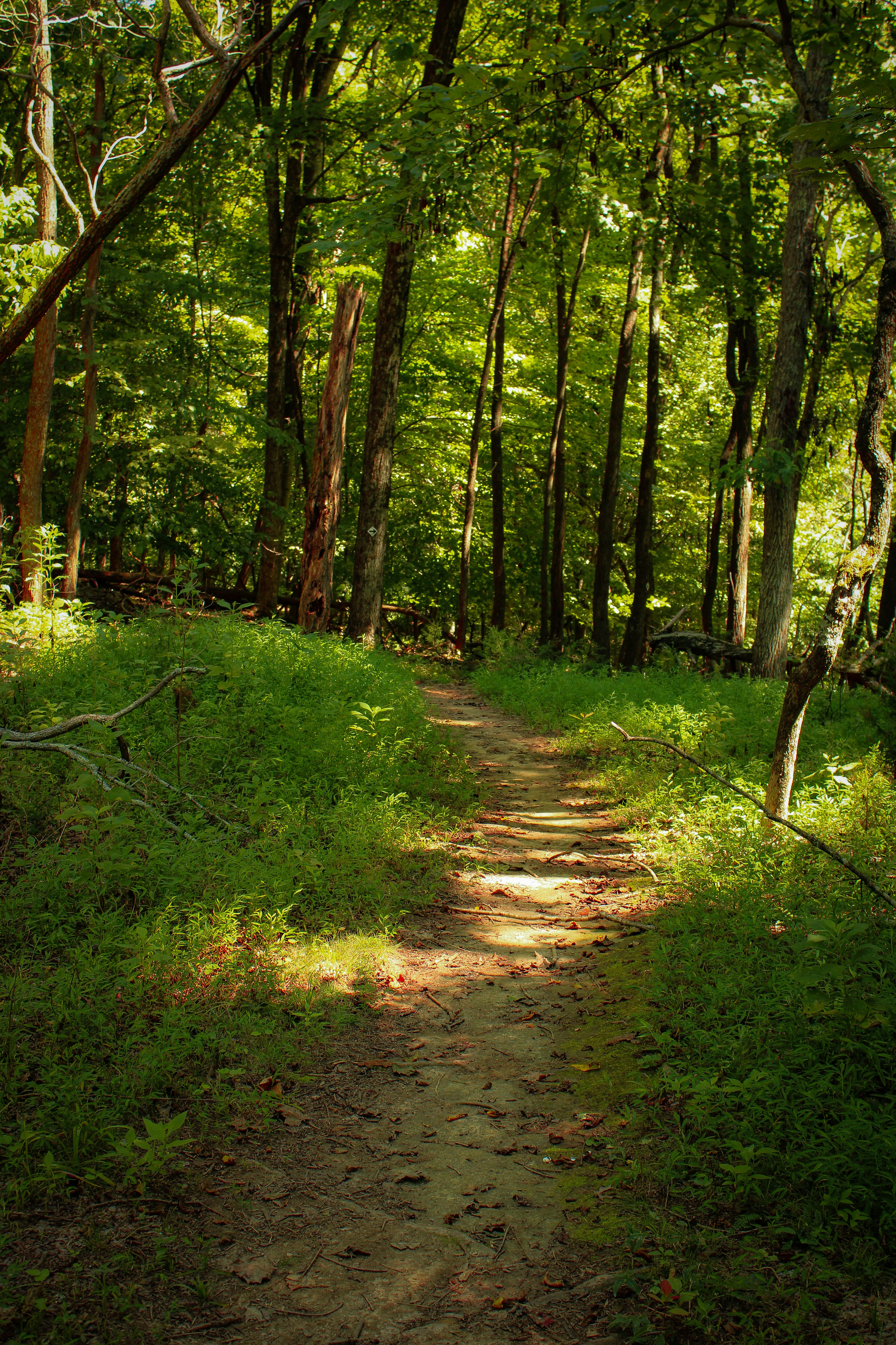Sunlit Forest Path: A Lush Corridor Under Verdant Canopy