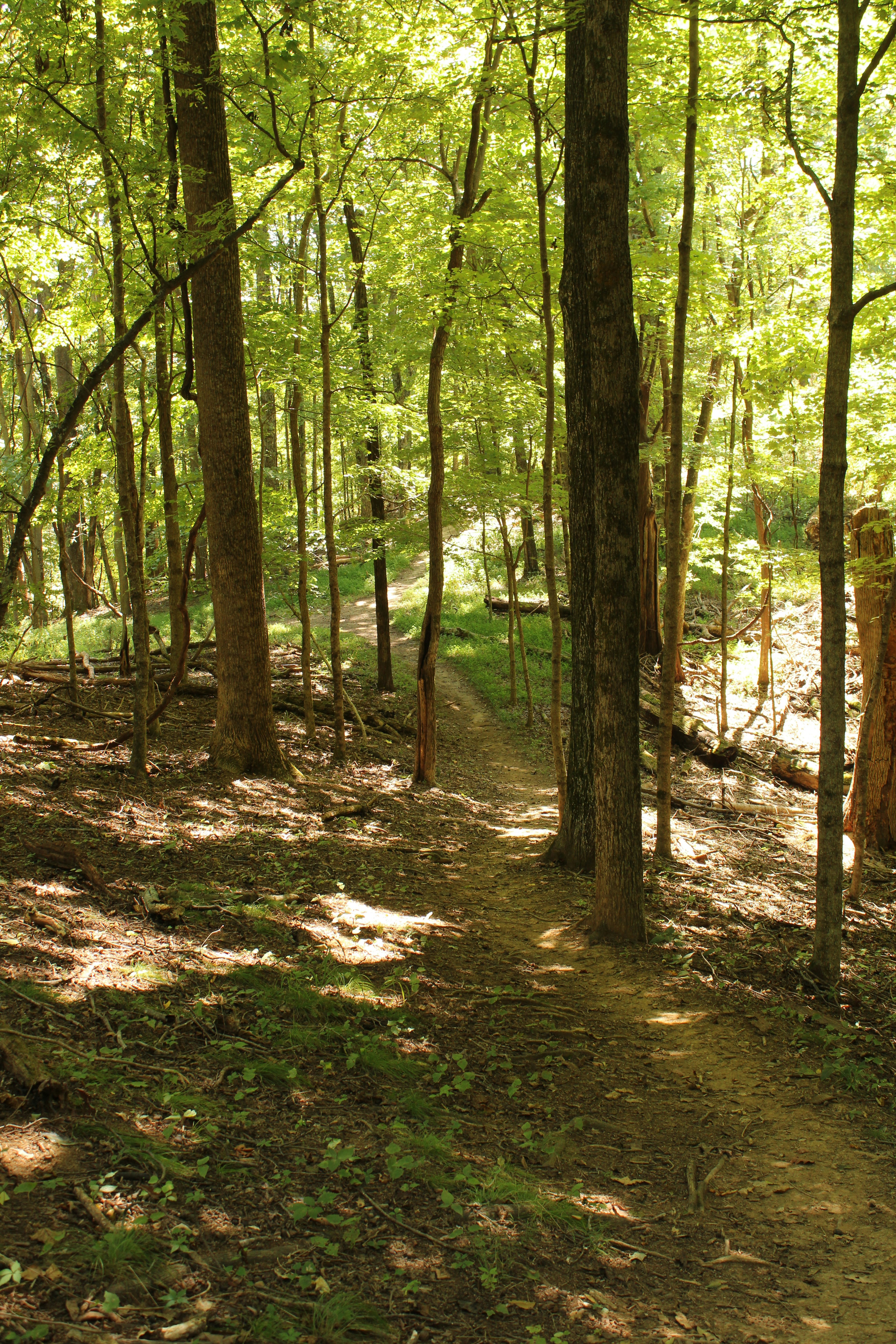 Sunlit forest trail winding between slender trunks, with a warm, earthy path inviting exploration.