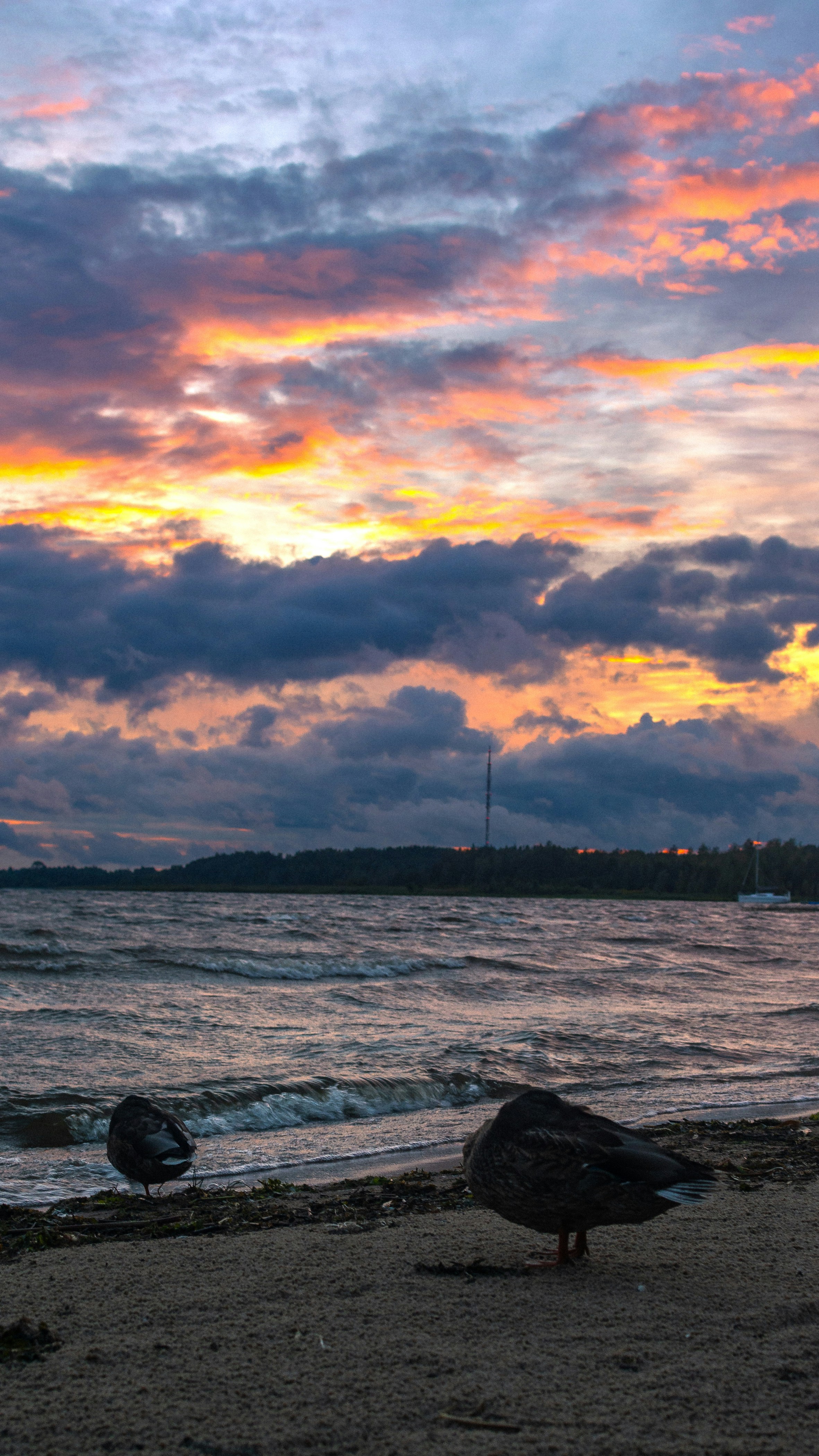 Dusk on the Shore: Seabirds at the Edge of Light