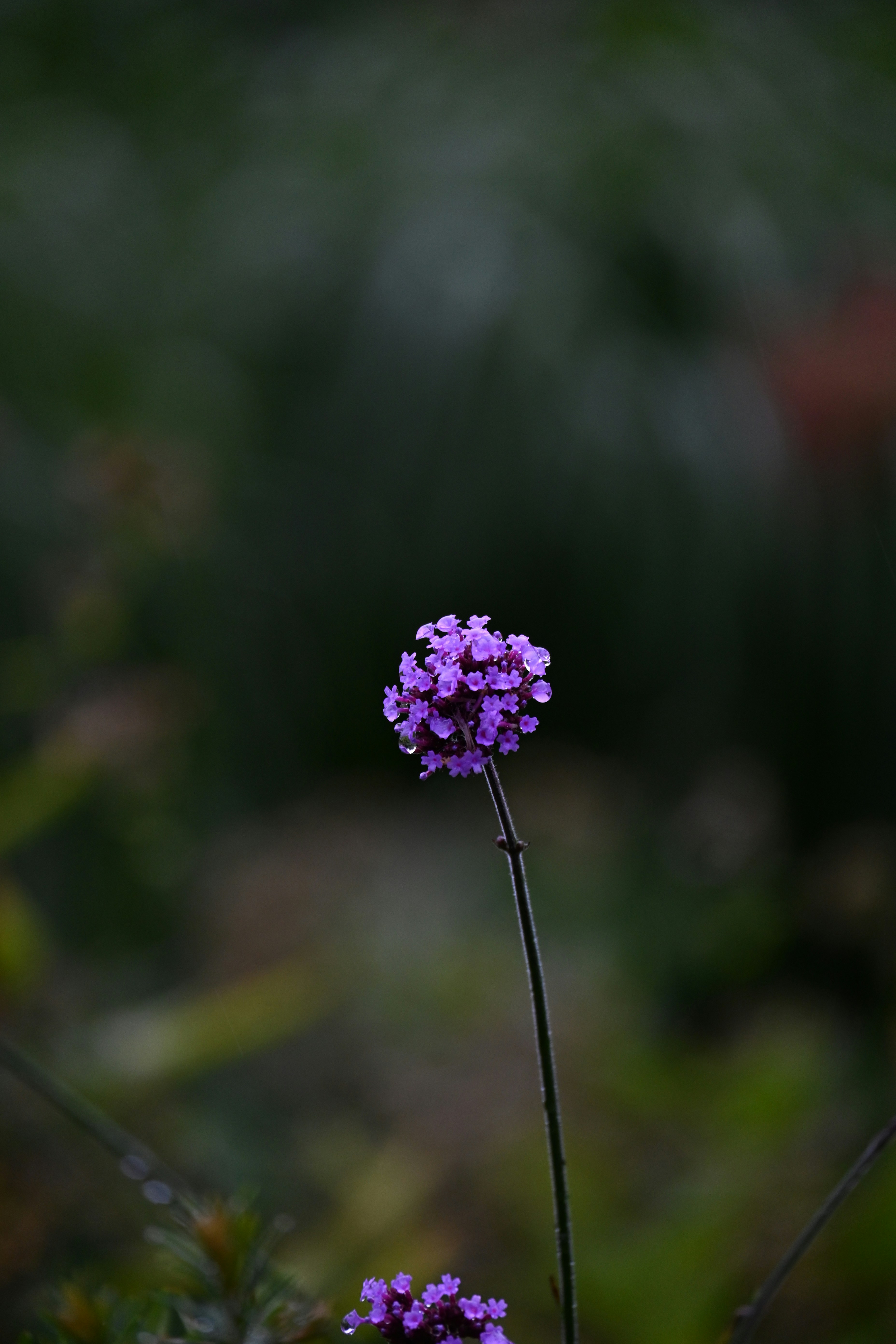 Single Violet Bloom Center Stage