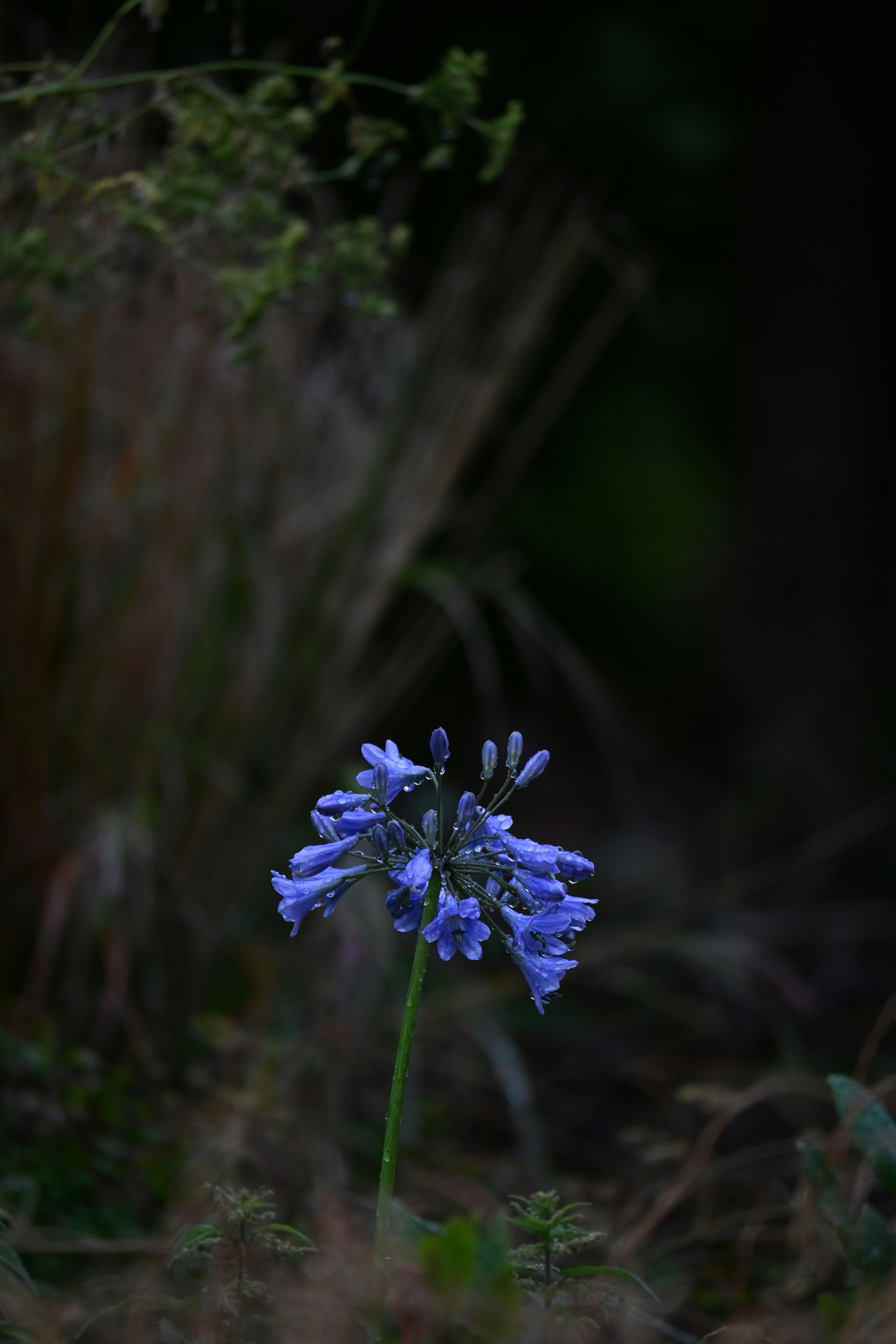 Blue Allium in Quiet Dusk Garden