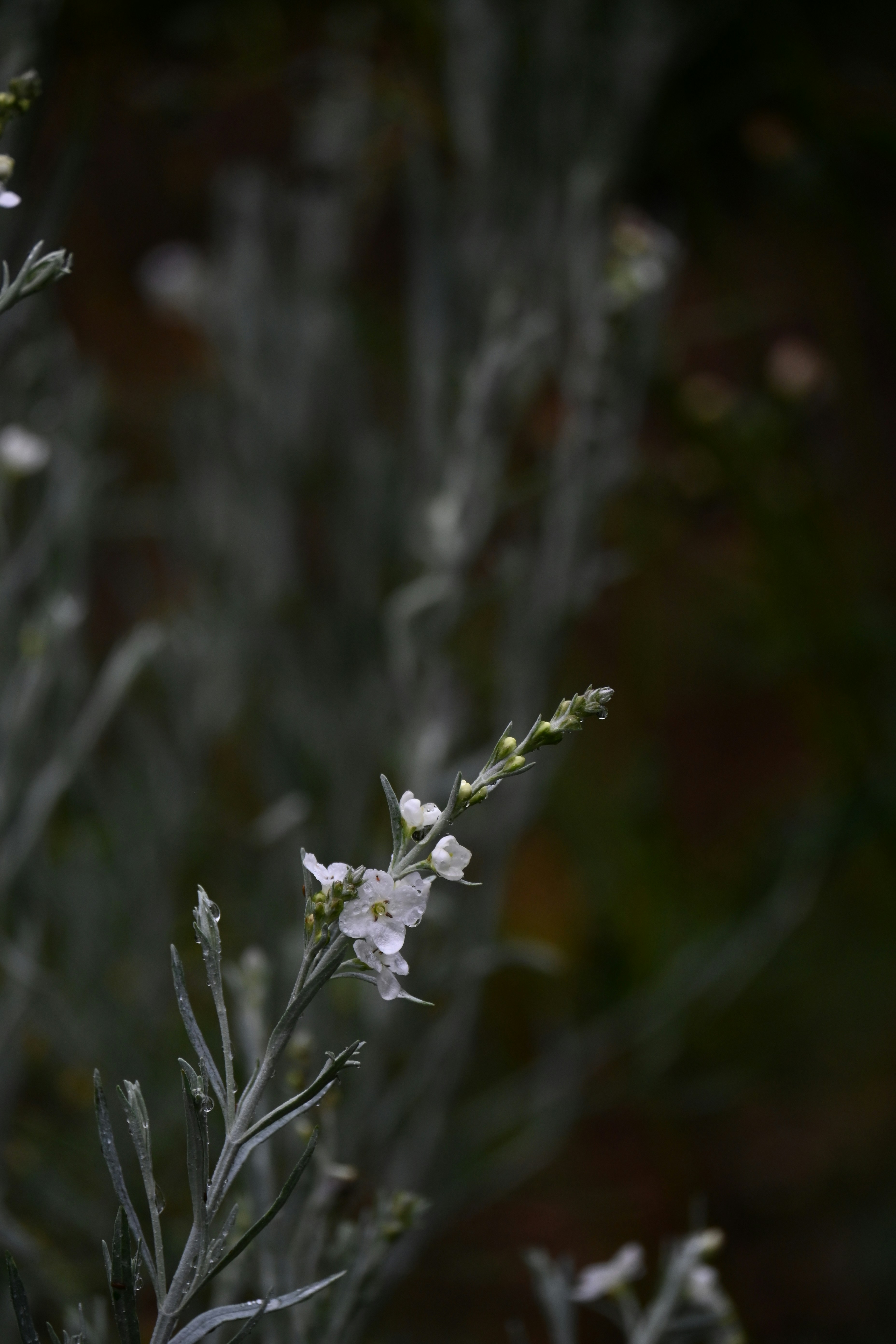 Soft bloom on a frosted stem in a dim garden