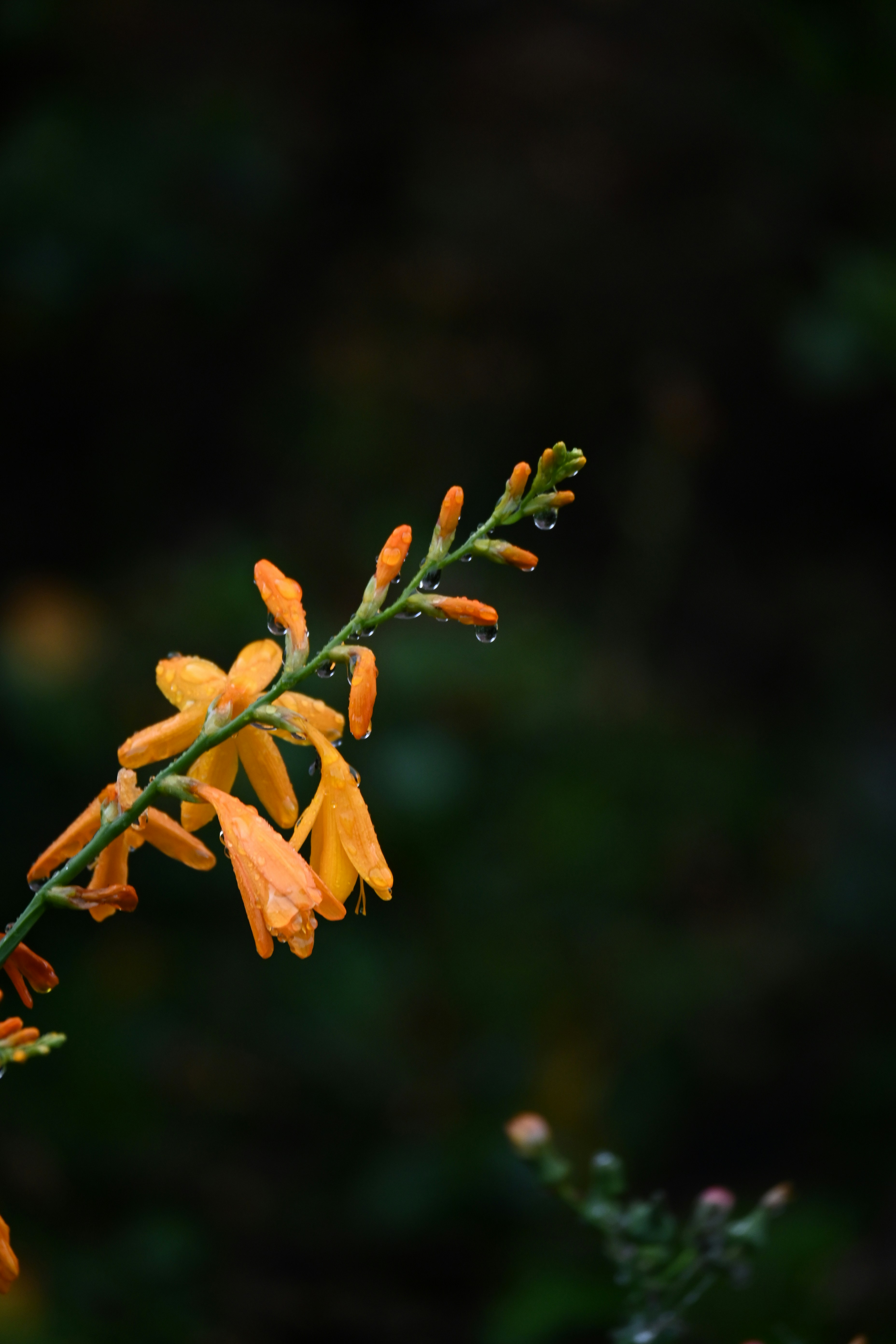 Golden Teardrops: A Floral Stem in Soft Evening Light