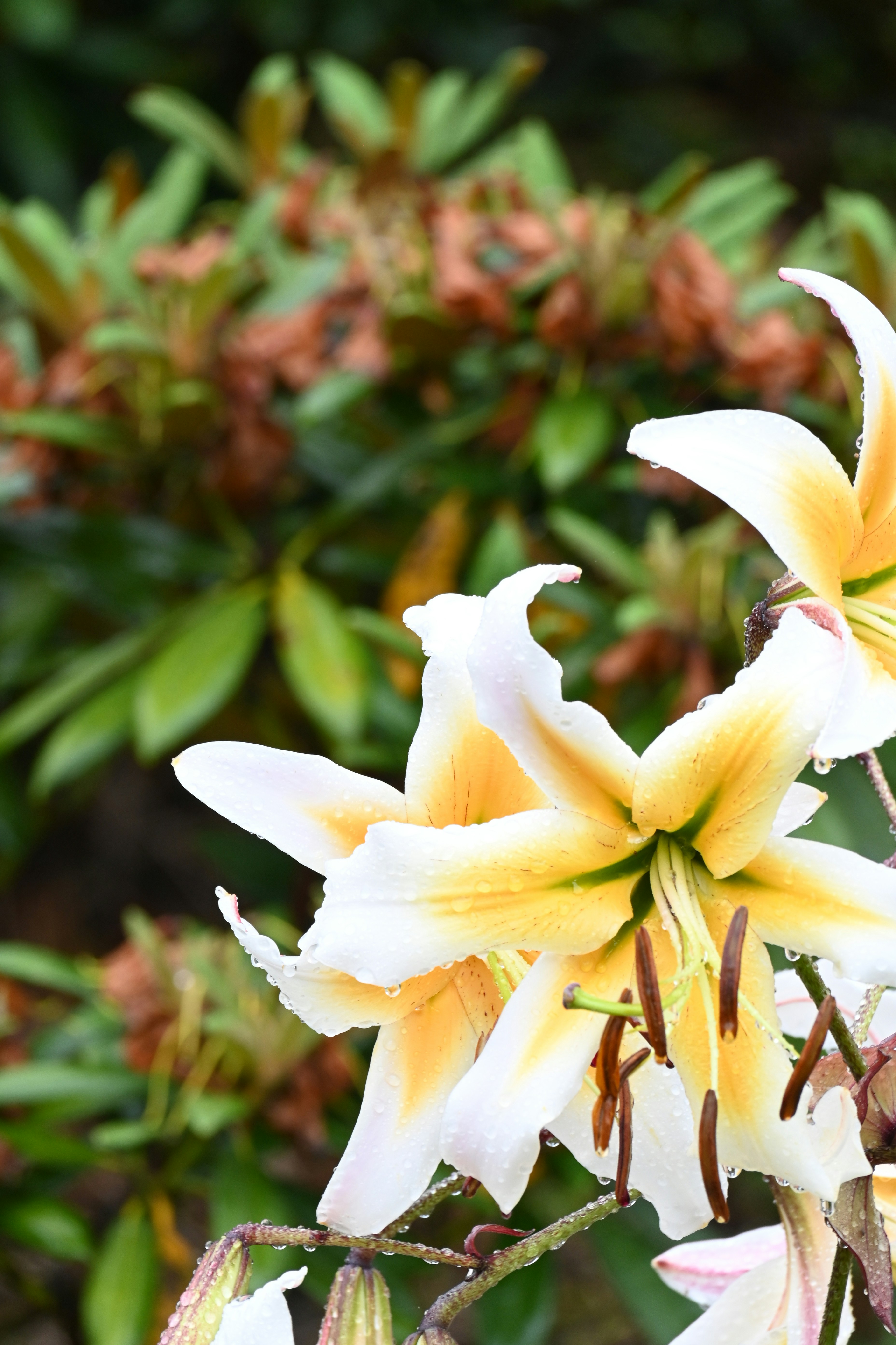 Cream-Orange Lily Framed by Lush Greenery