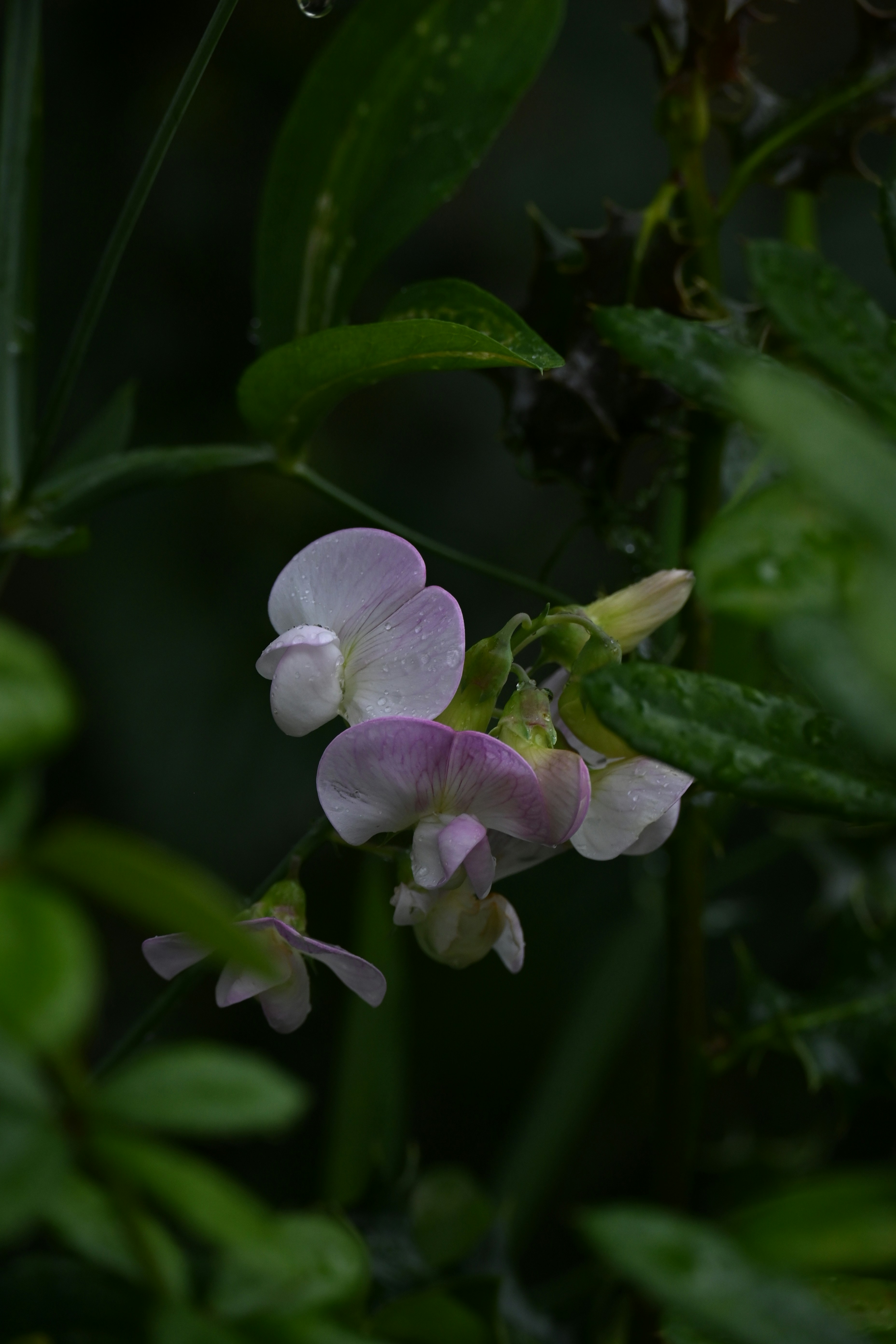 Soft Lavender Bloom Emerges from a Rain-Slick Garden