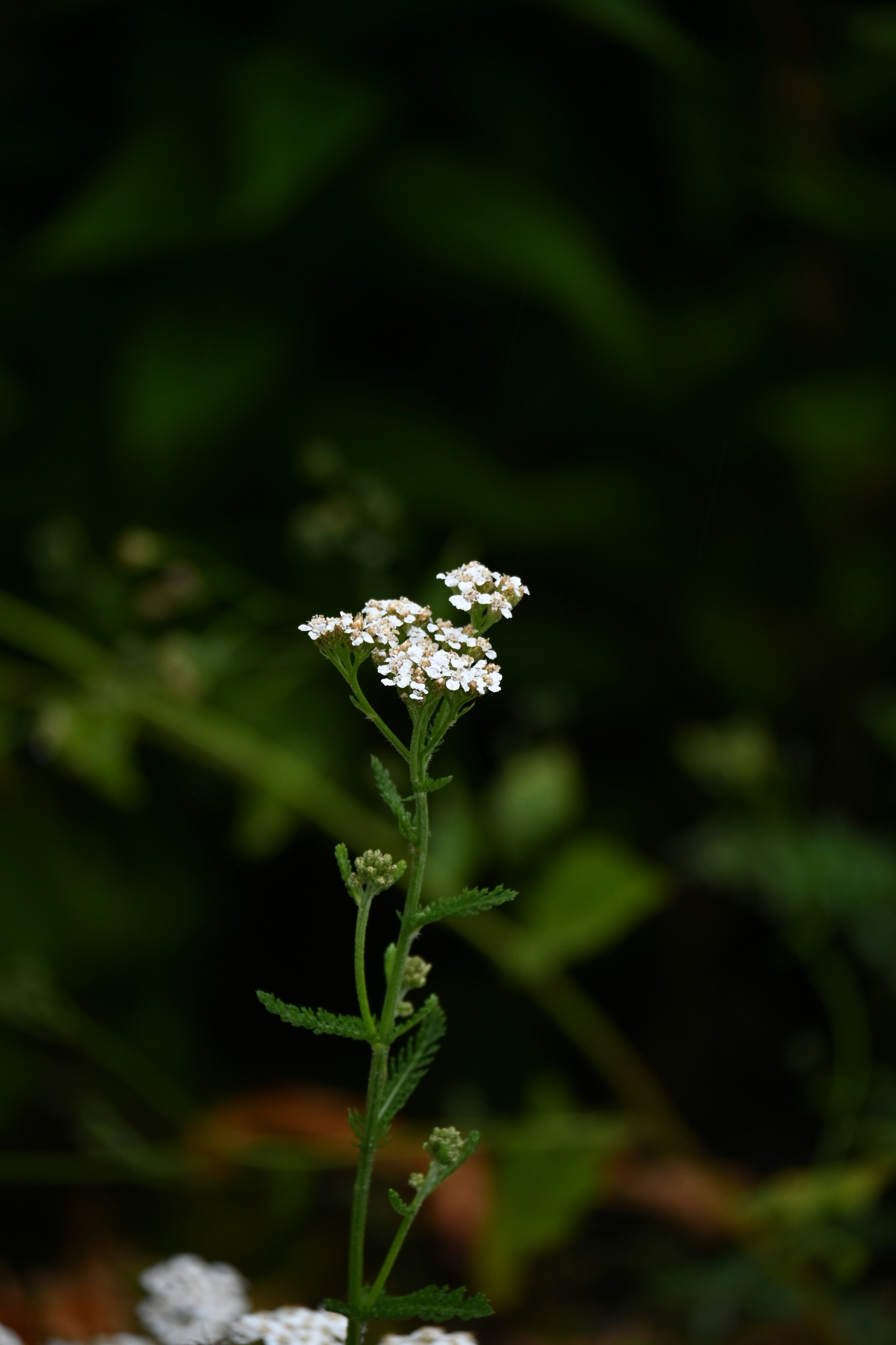 Single White Umbellifer in Focus Against a Velvet Green Backdrop