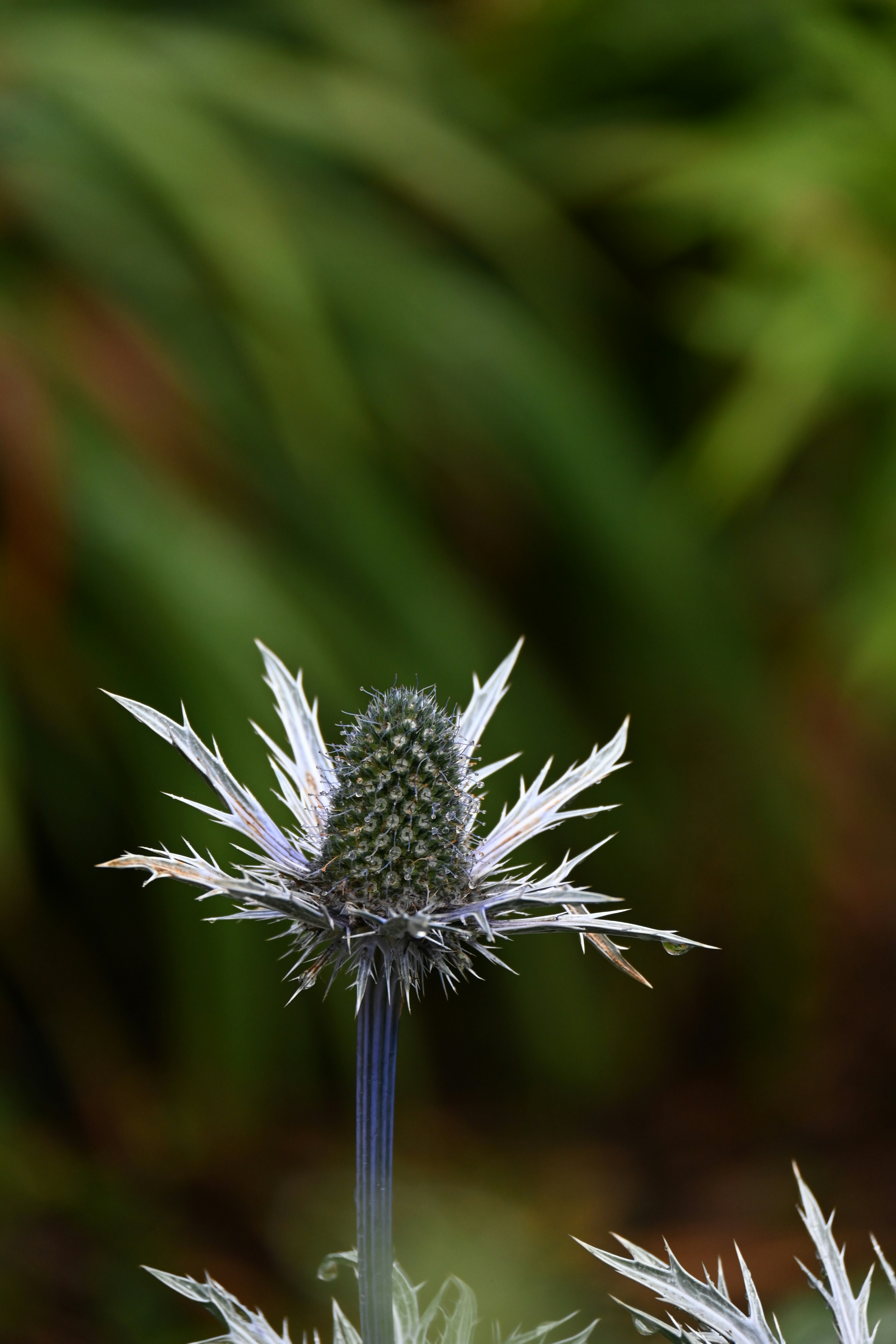 Spiky Crown on a Purple Stem: A Close-Up of a Daucus-like Seed Head Against Blur