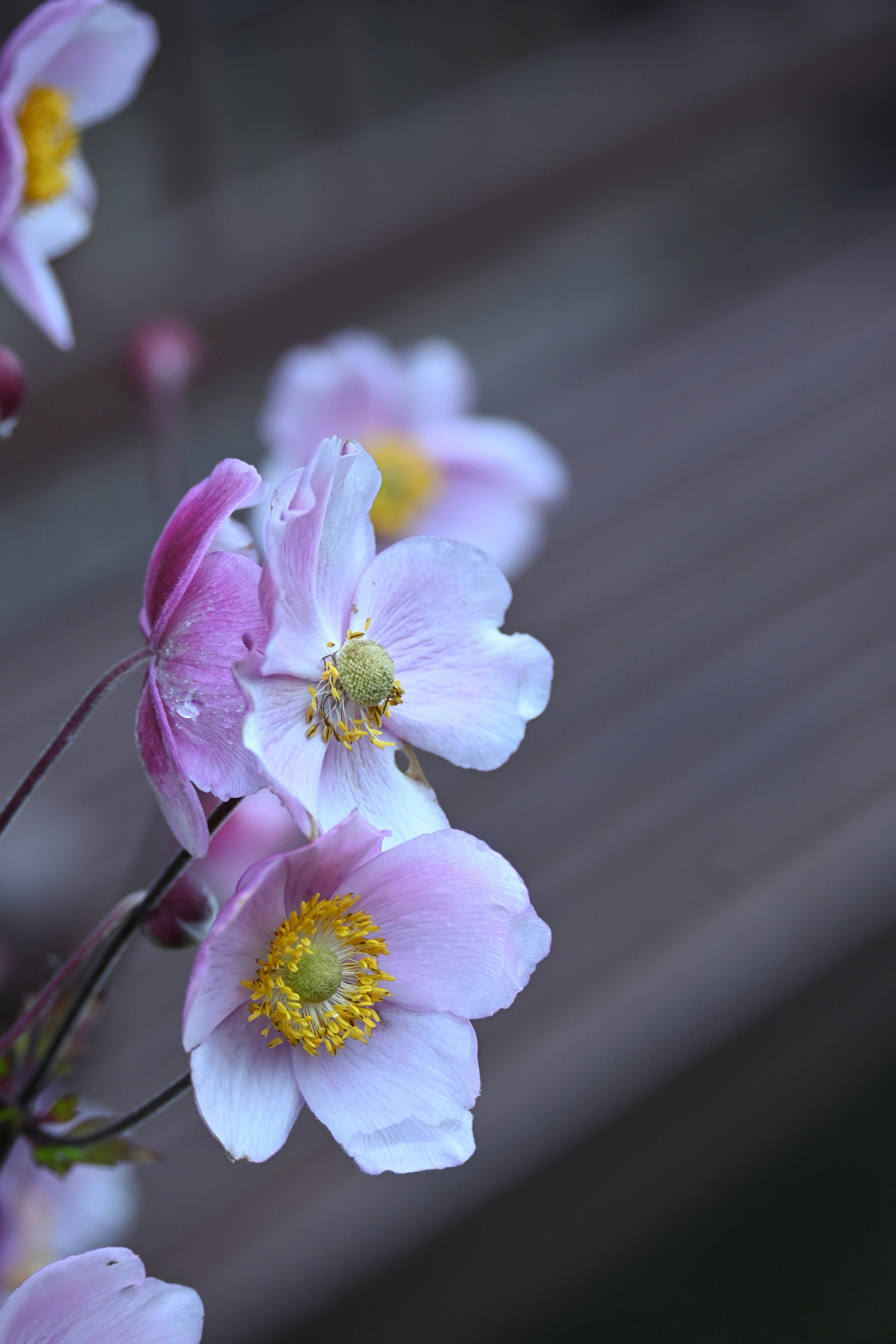 Soft Pink Anemones on a Quiet Deck