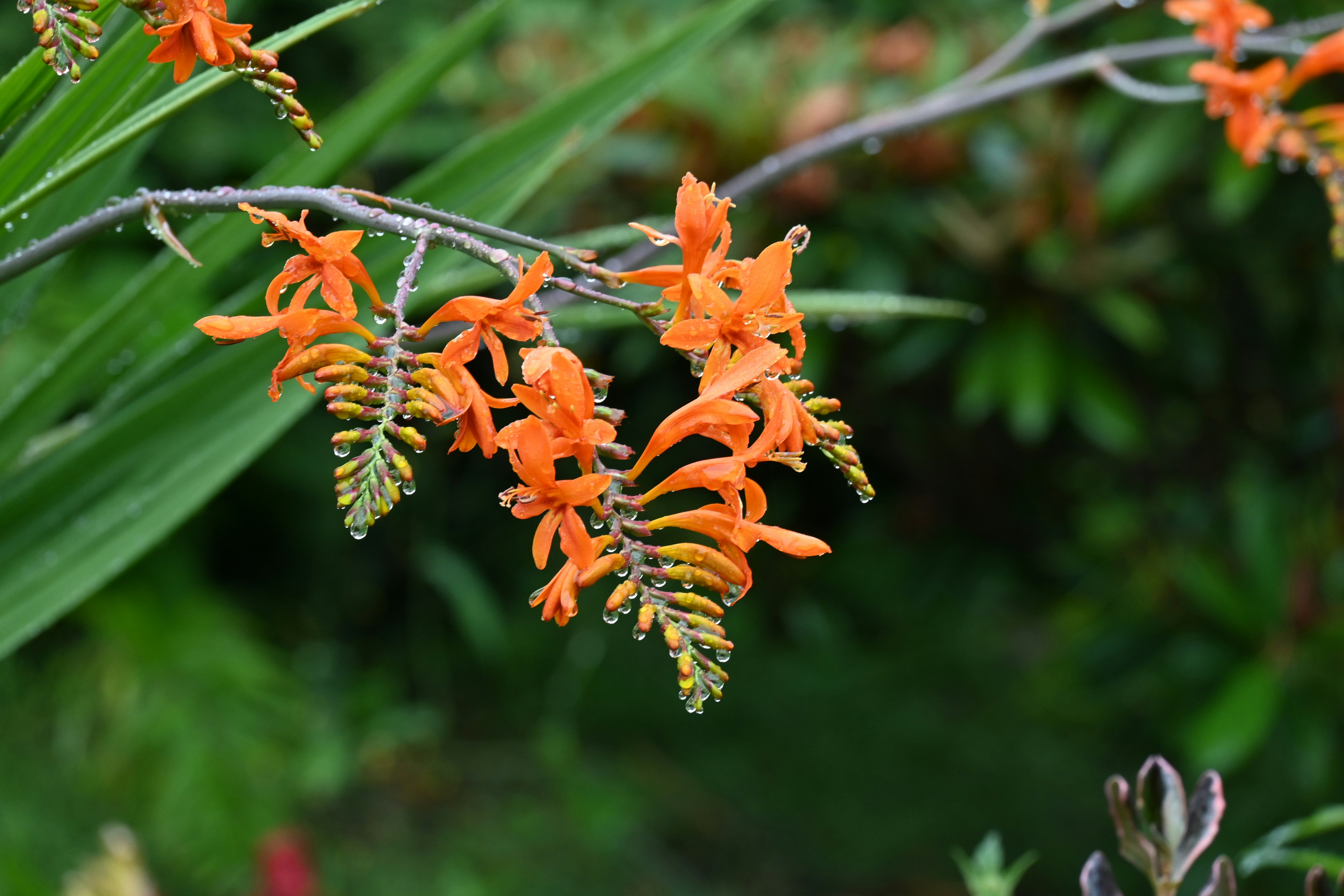 Orange Flame on a Branch: A Close-Up of Blooming Heliotrope-like Flowers