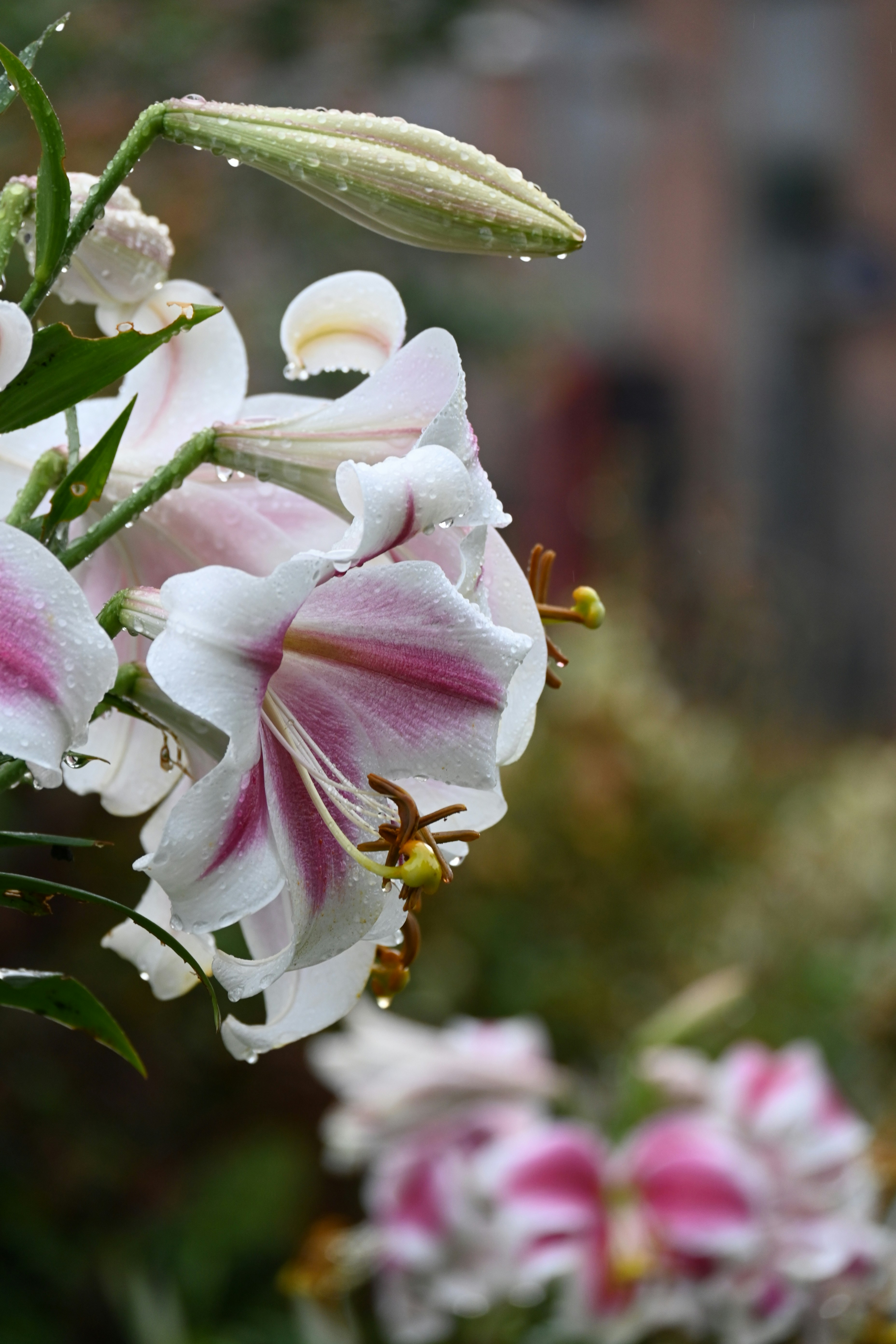 Lilac Lily in Soft Focus: Petals Catch Morning Dew