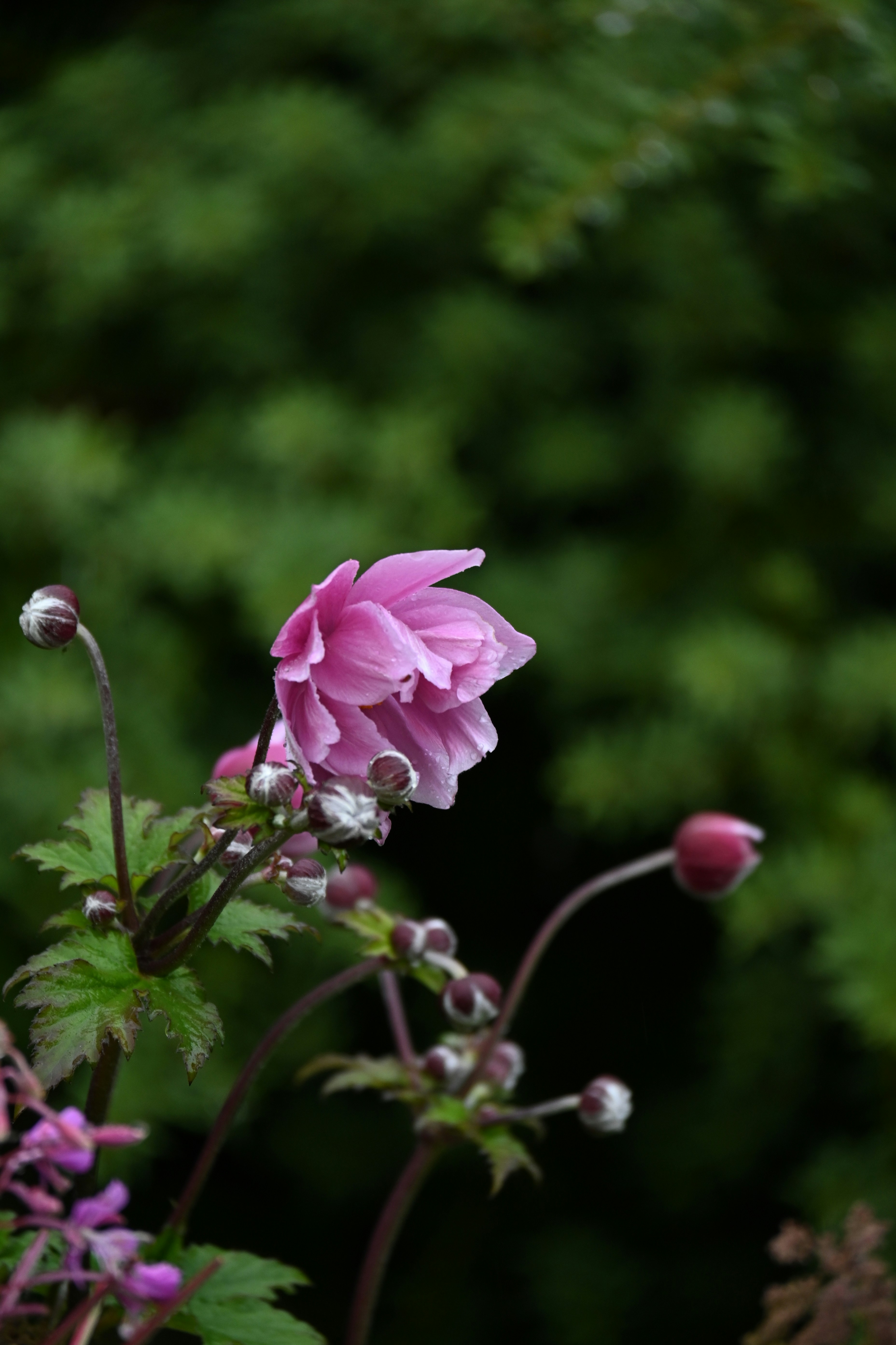 Pink bloom in focus against a verdant blur