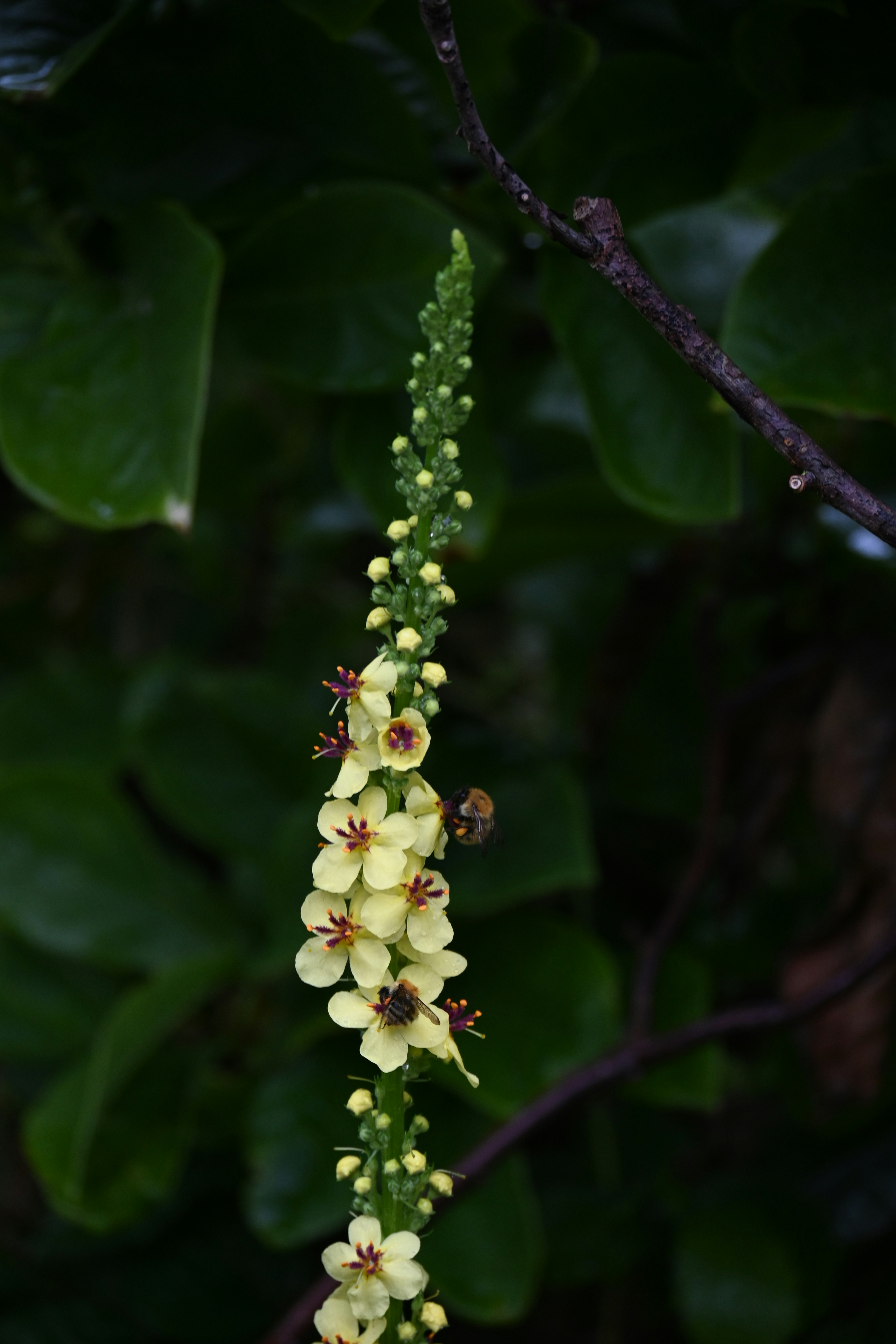Bee on the Blooming Spike: A Close-Up in Quiet Green