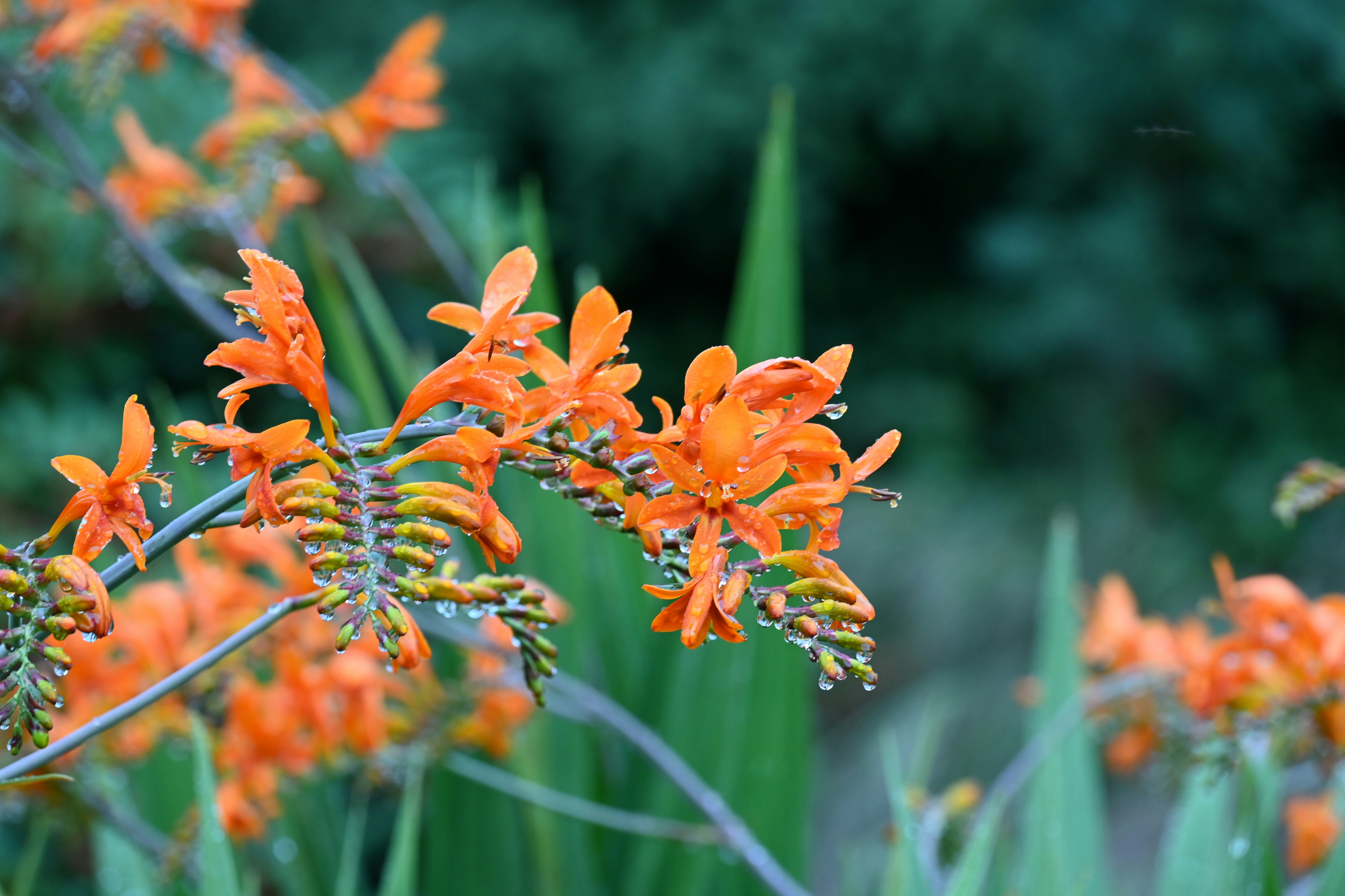 Tropical Orange Bloom: A Cluster of Coral Hues in Soft Focus