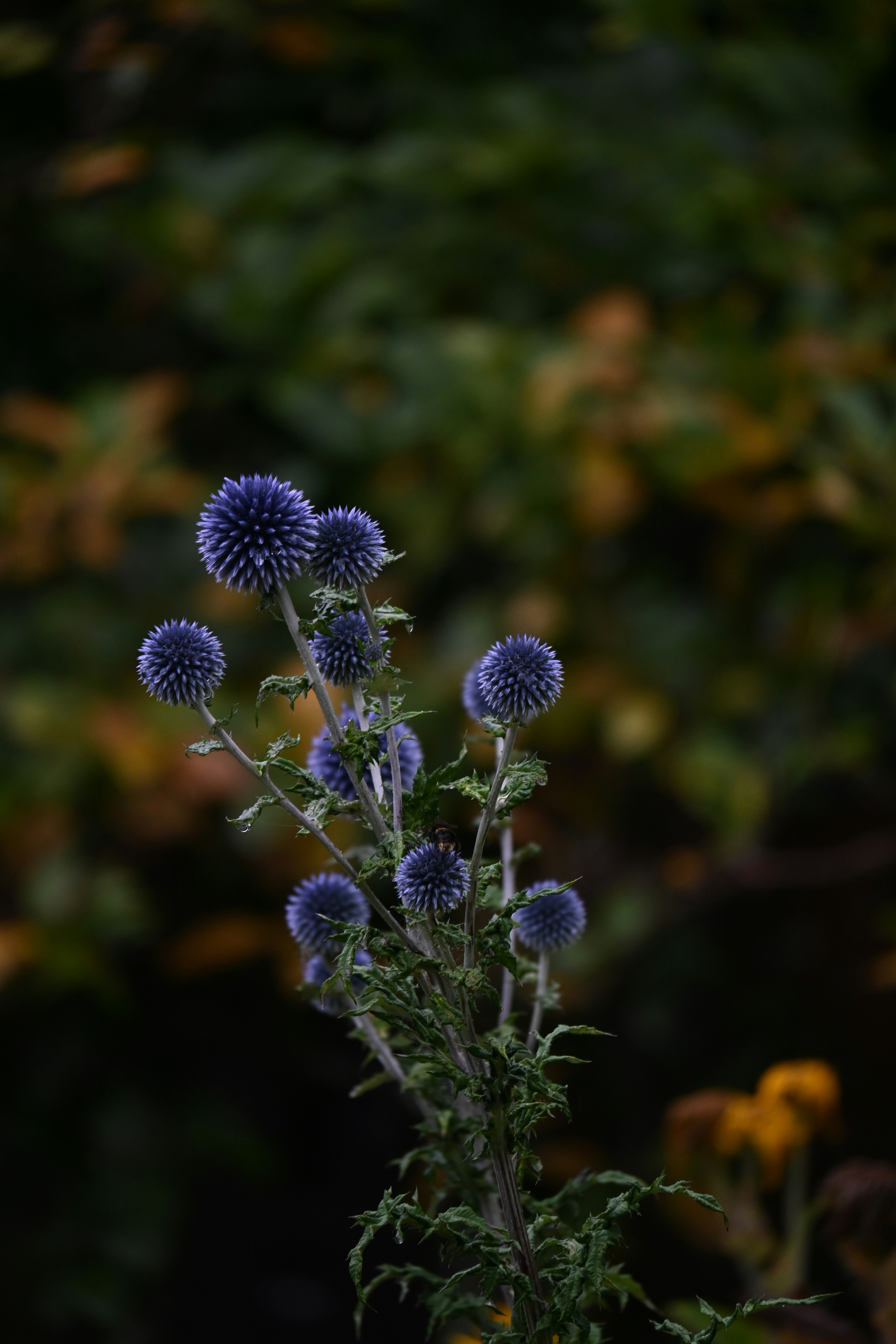 Purple globe thistles in a shallow-k depth of field with a blurred autumn background.