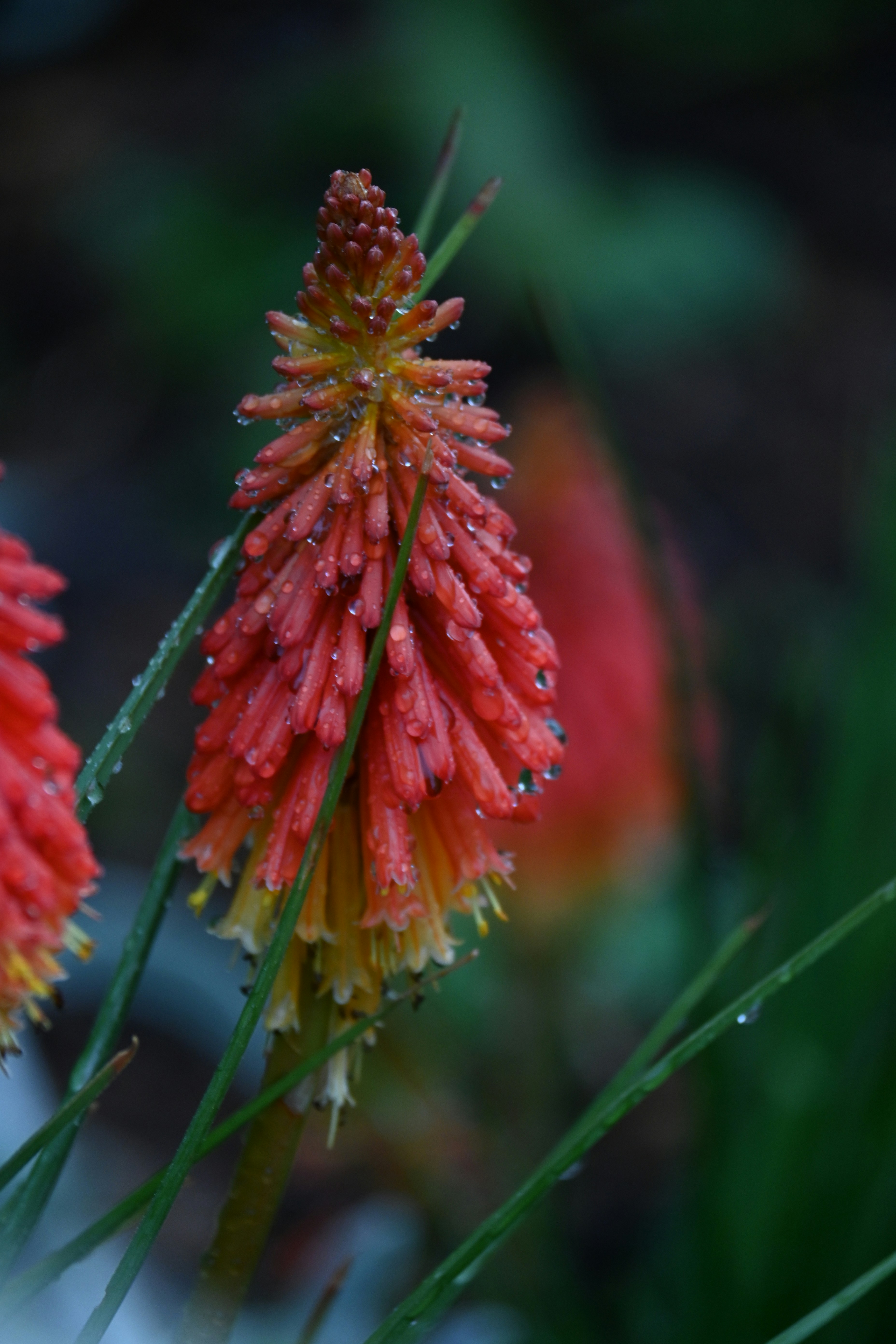 Dew-kissed Torch Lily in Focused Bloom
