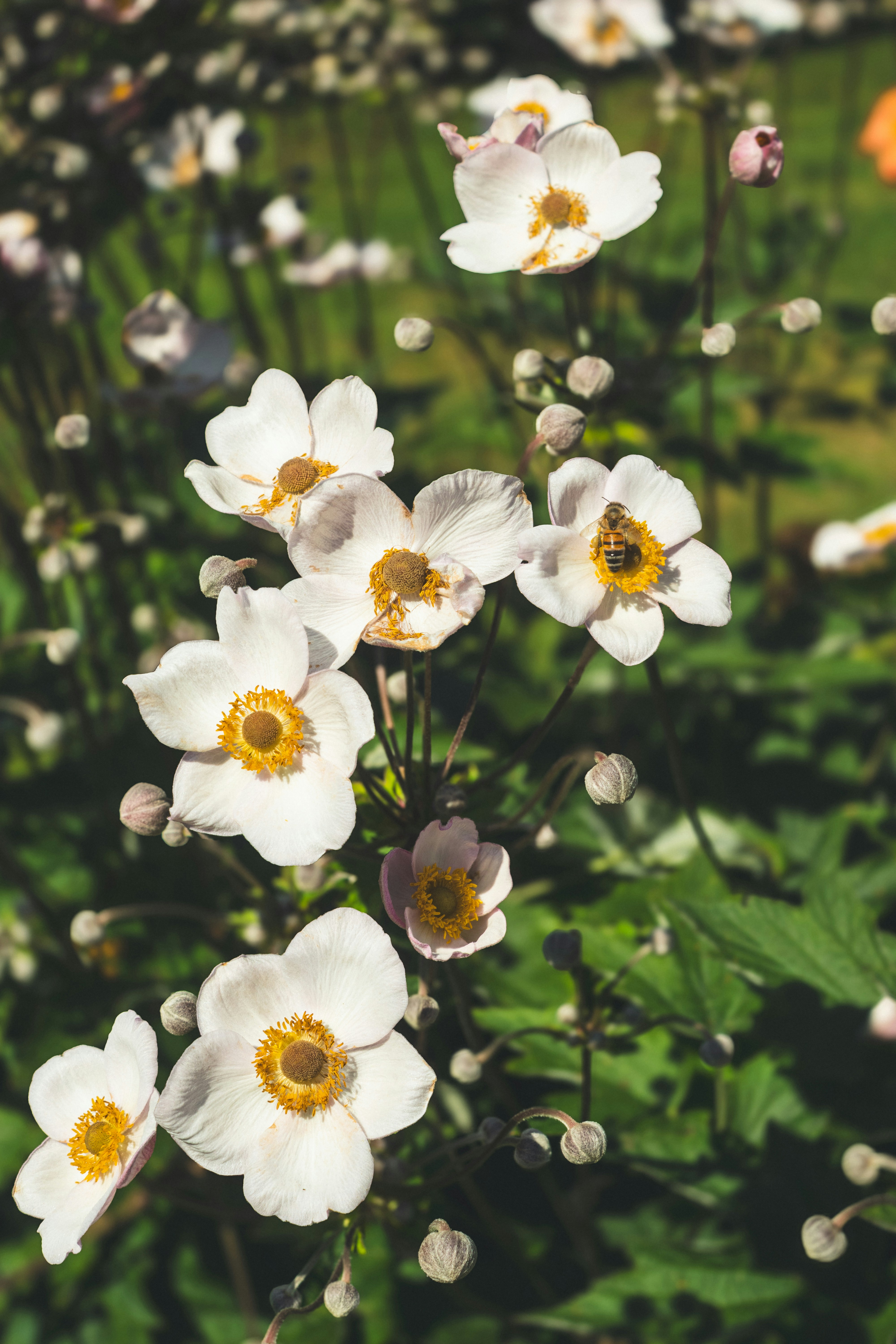White anemones in sunlight: a cluster of blossoms in a garden
