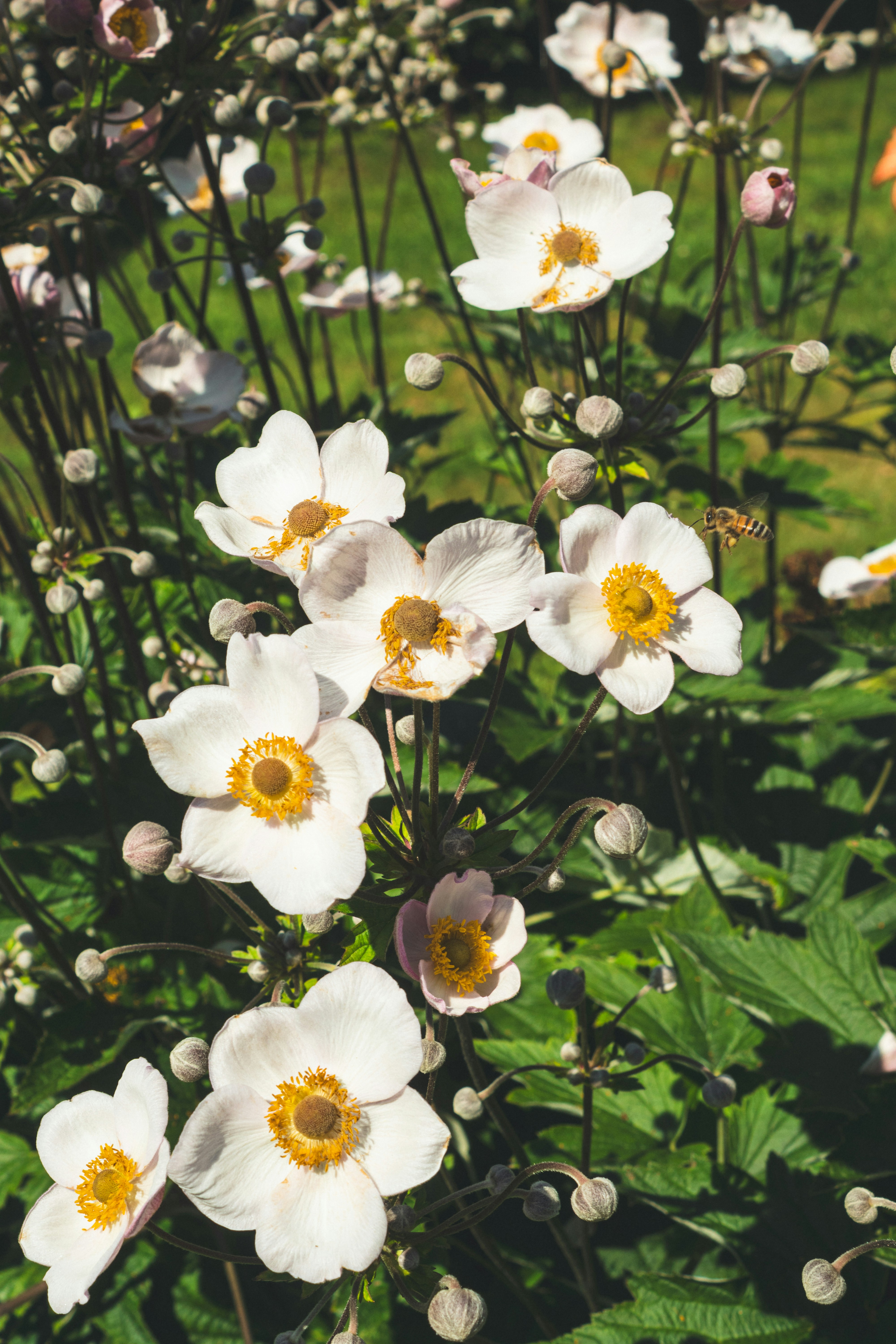 White petals and amber centers in a sunlit flower patch