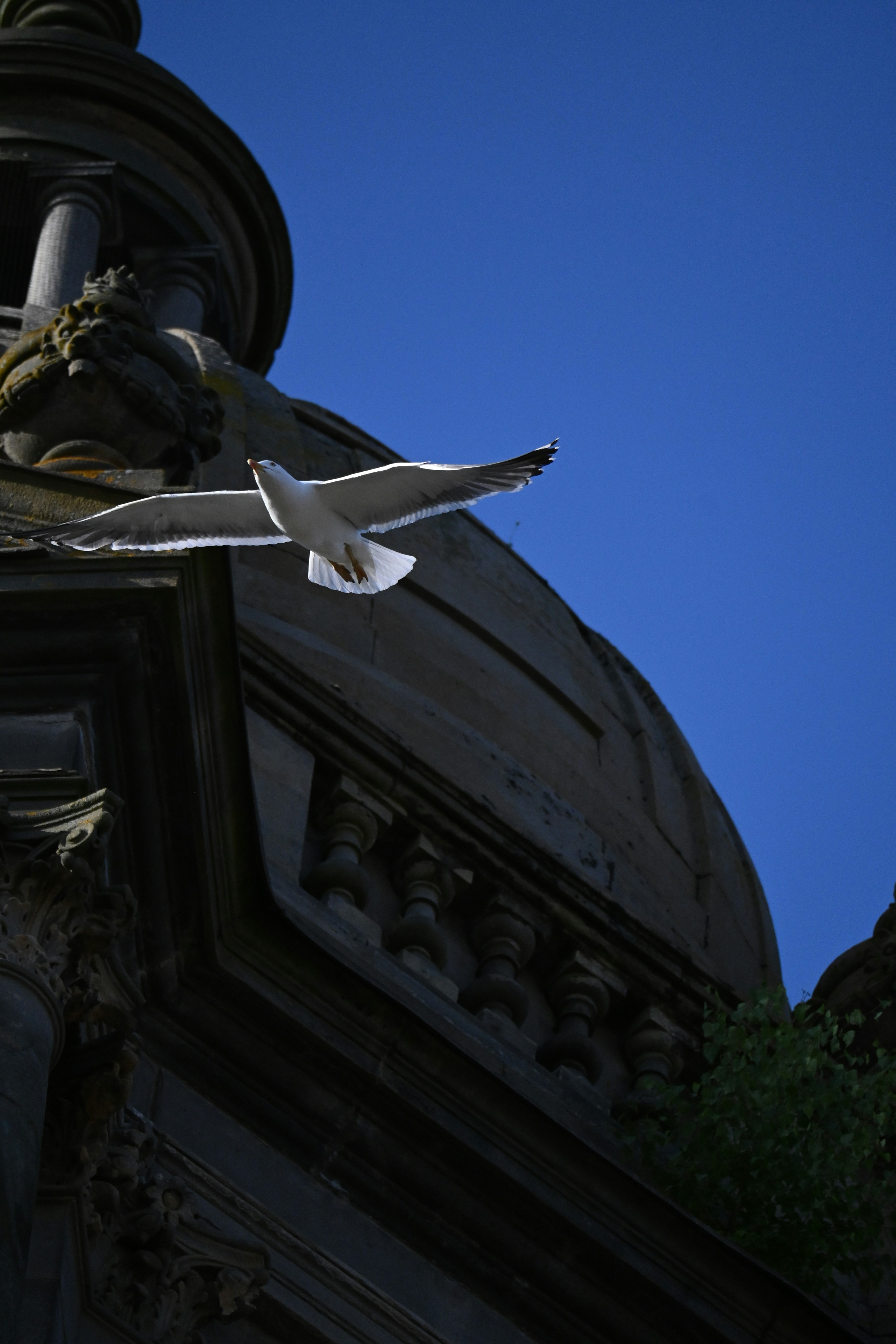 Albatross in Flight Over Gothic Architecture Under a Velvet Sky