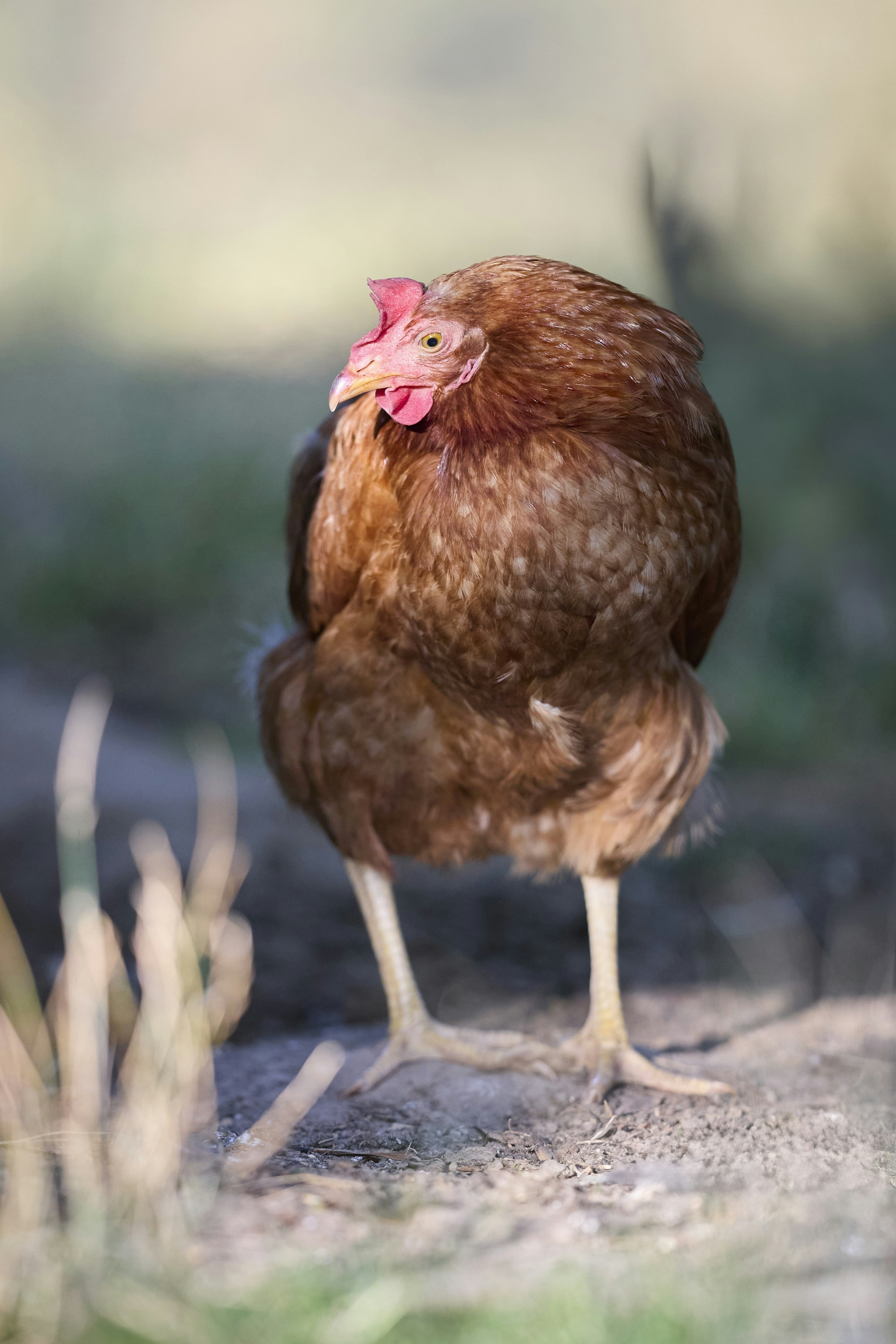 Red-brown hen in soft afternoon light, standing on dusty path