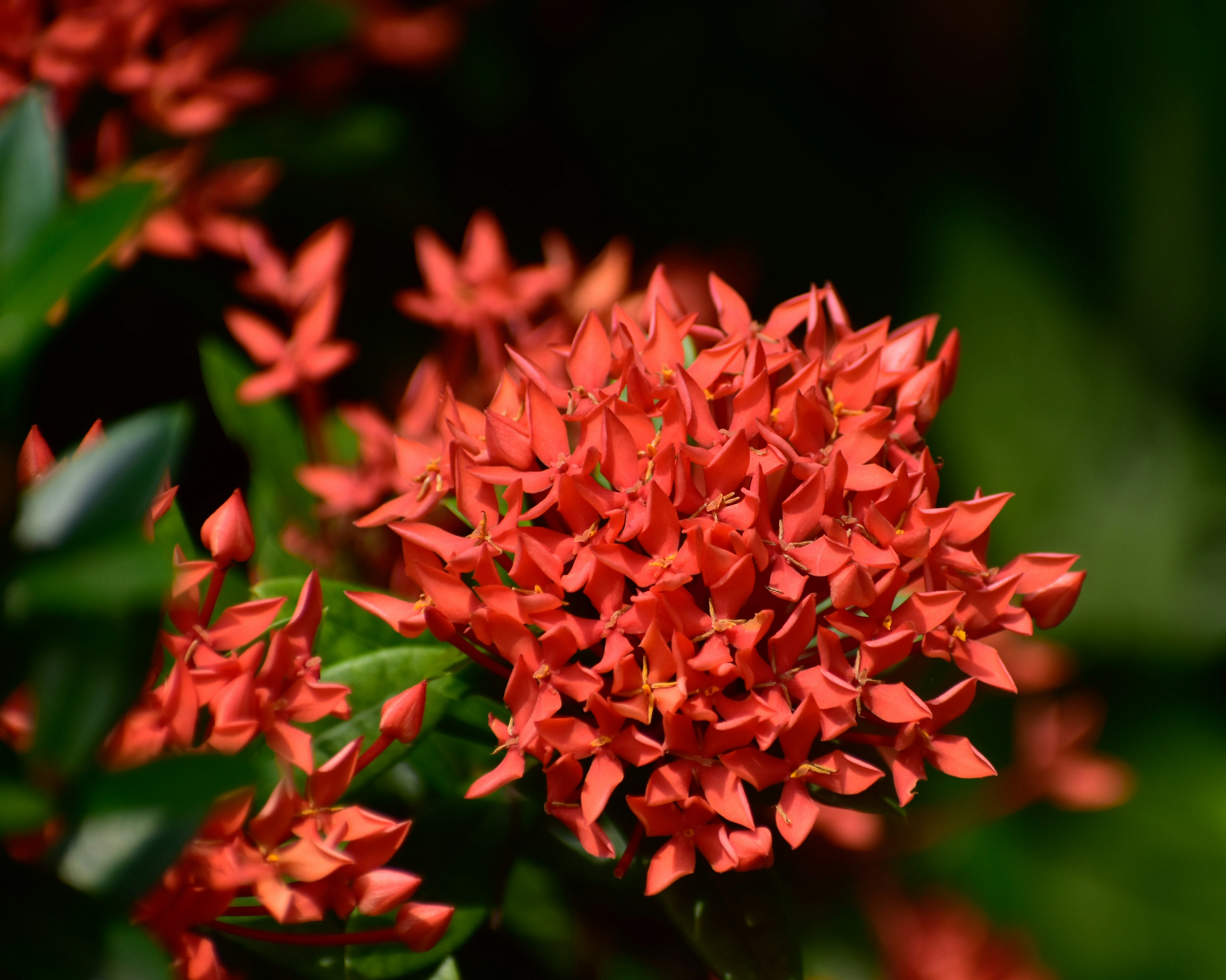 Crimson Bloom: a tight cluster of red-orange petals