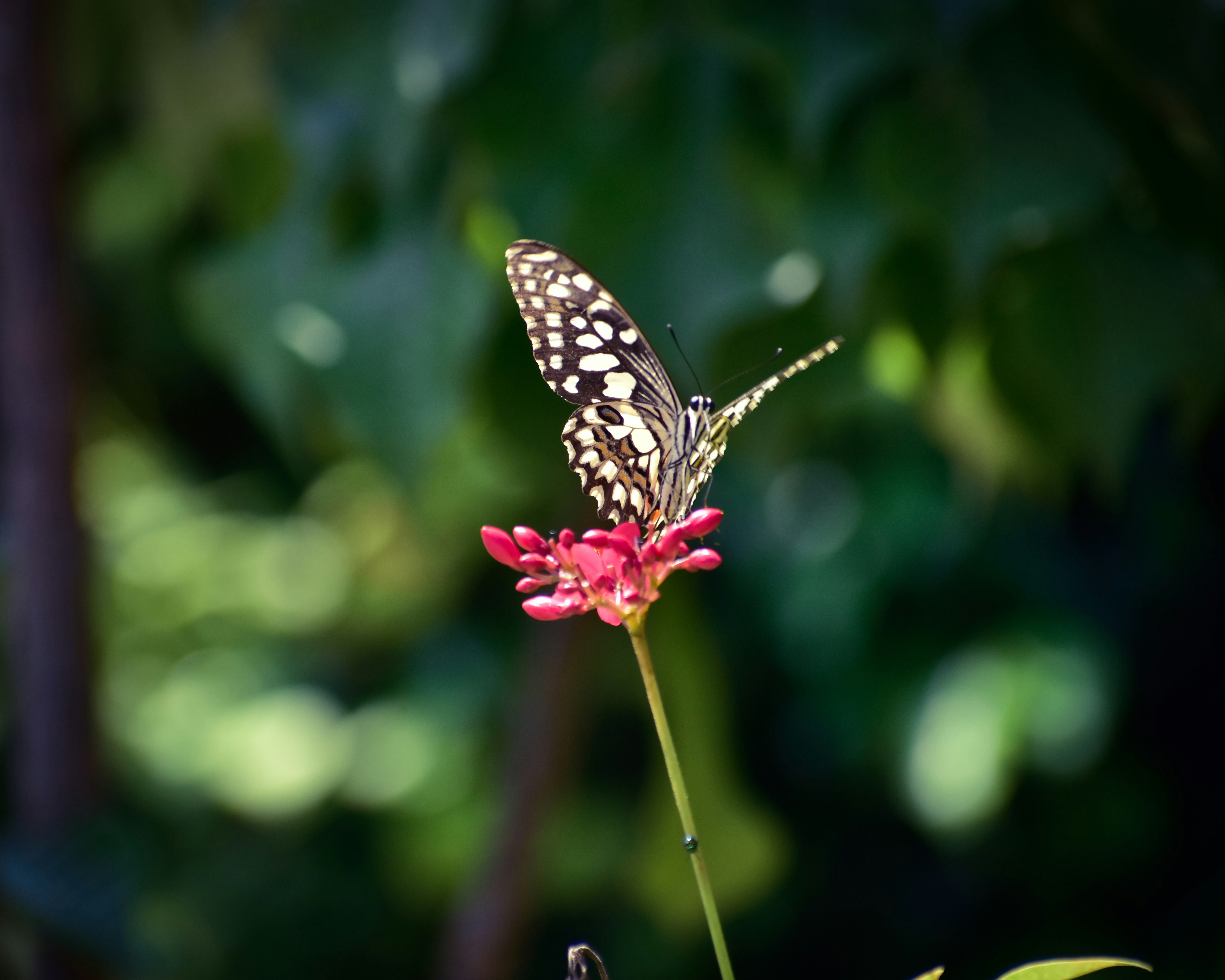 Butterfly on a Scarlet Bloom: A Moment of Quiet in Green Depths