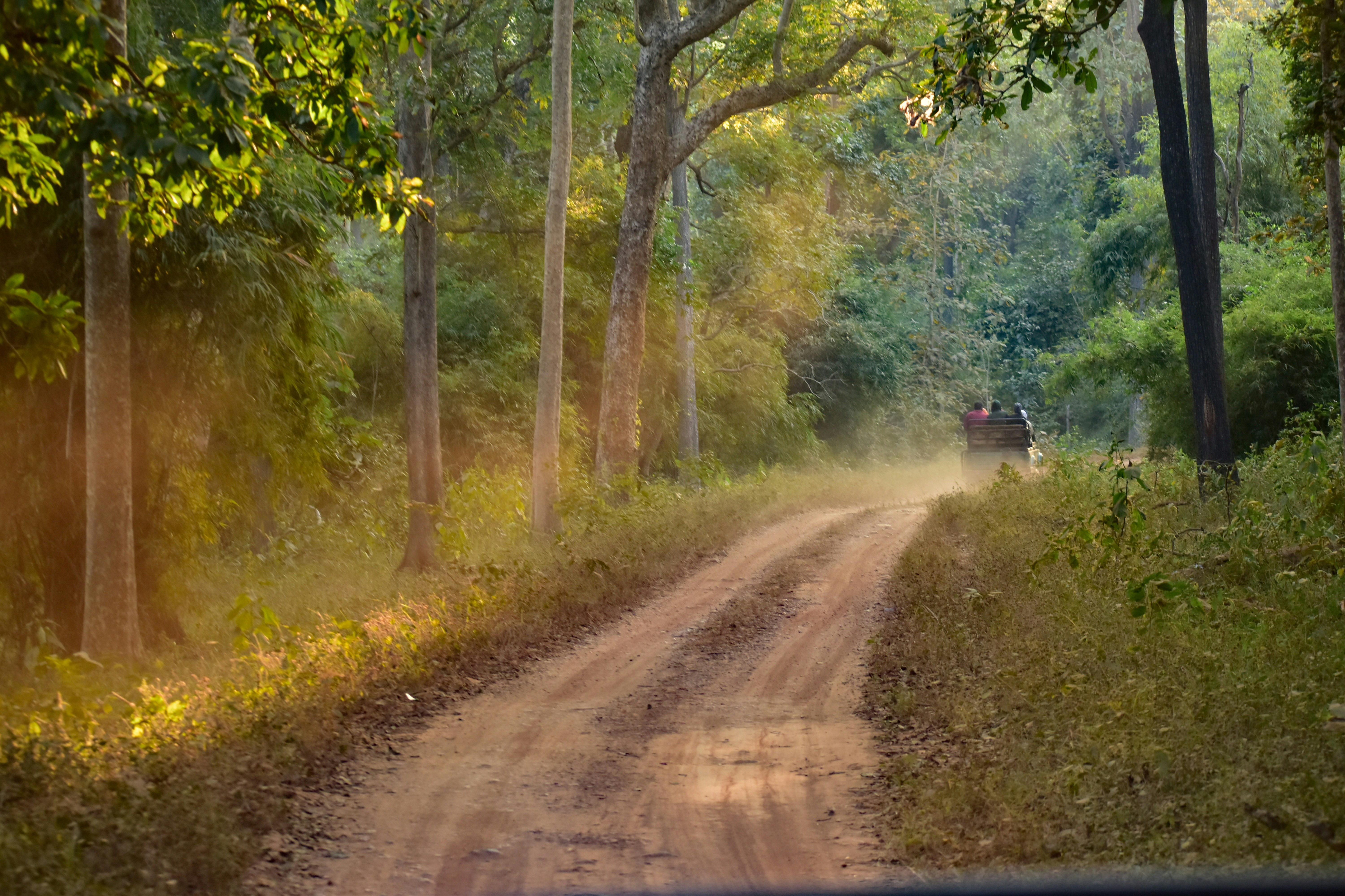 Dusty Forest Road: A Rugged Jeep Emerges Through the Mist