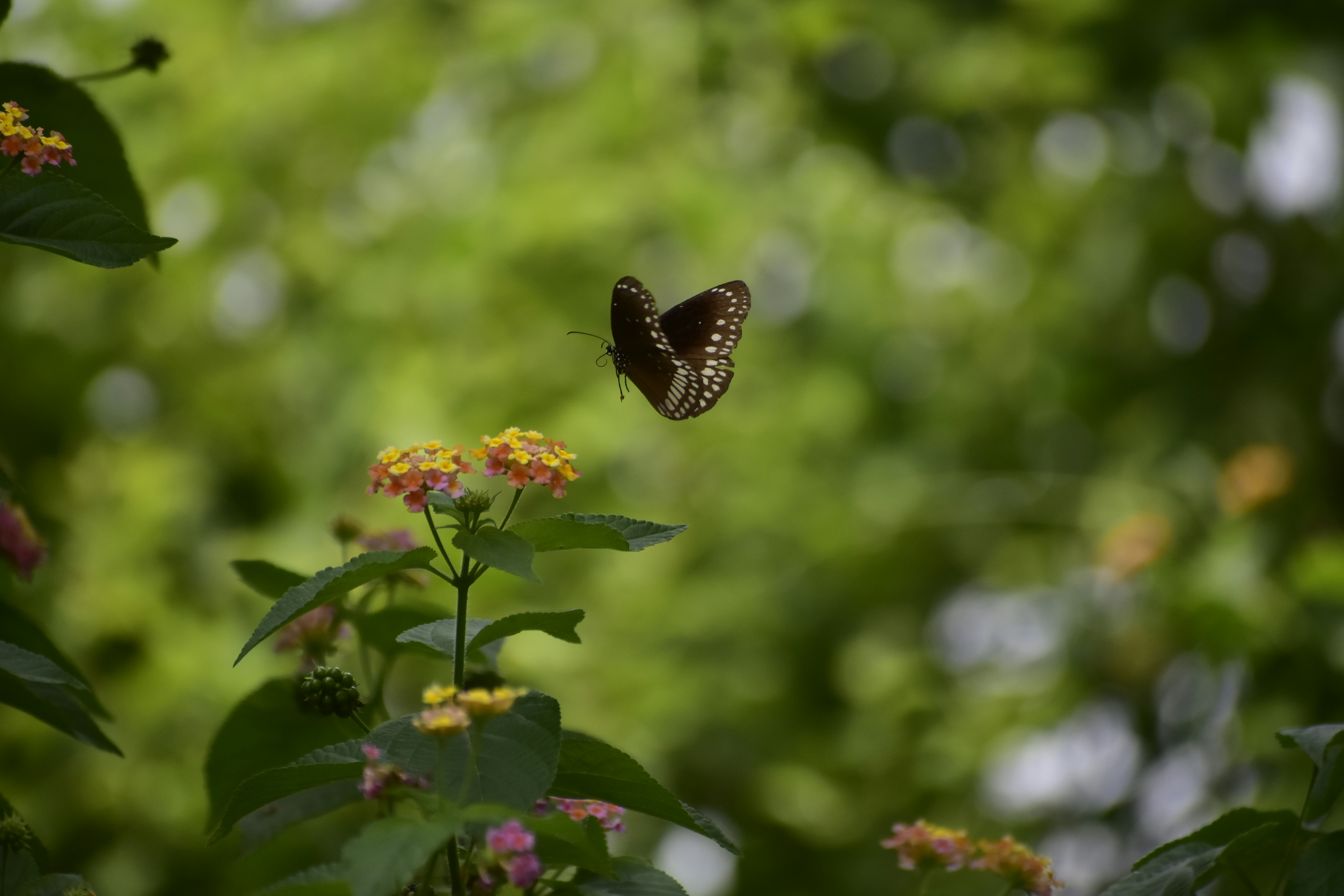 A Butterfly in Soft Focus Over Garden Blooms