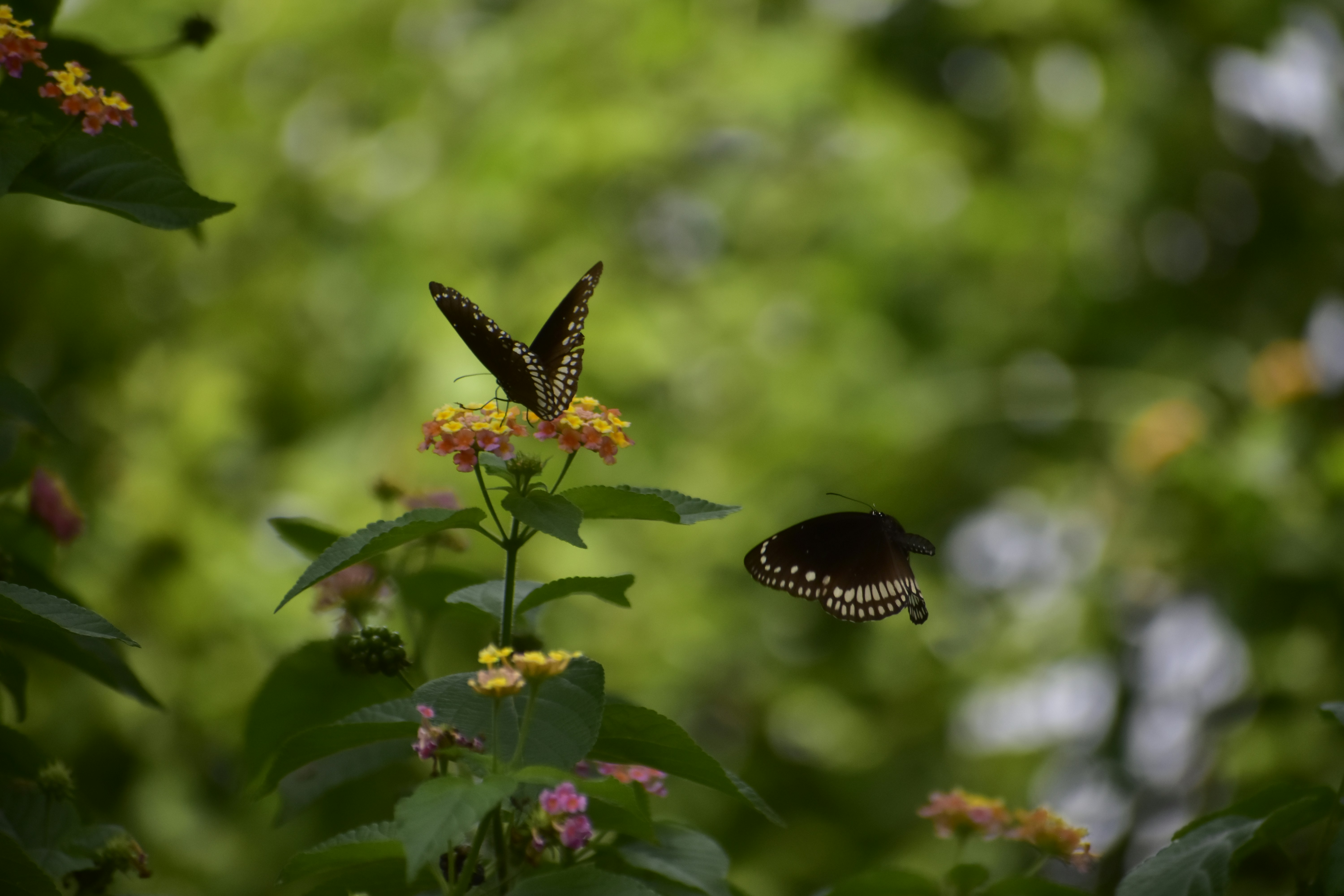 Two Monarchs in Flight Over Sunny Hydrangea Blooms