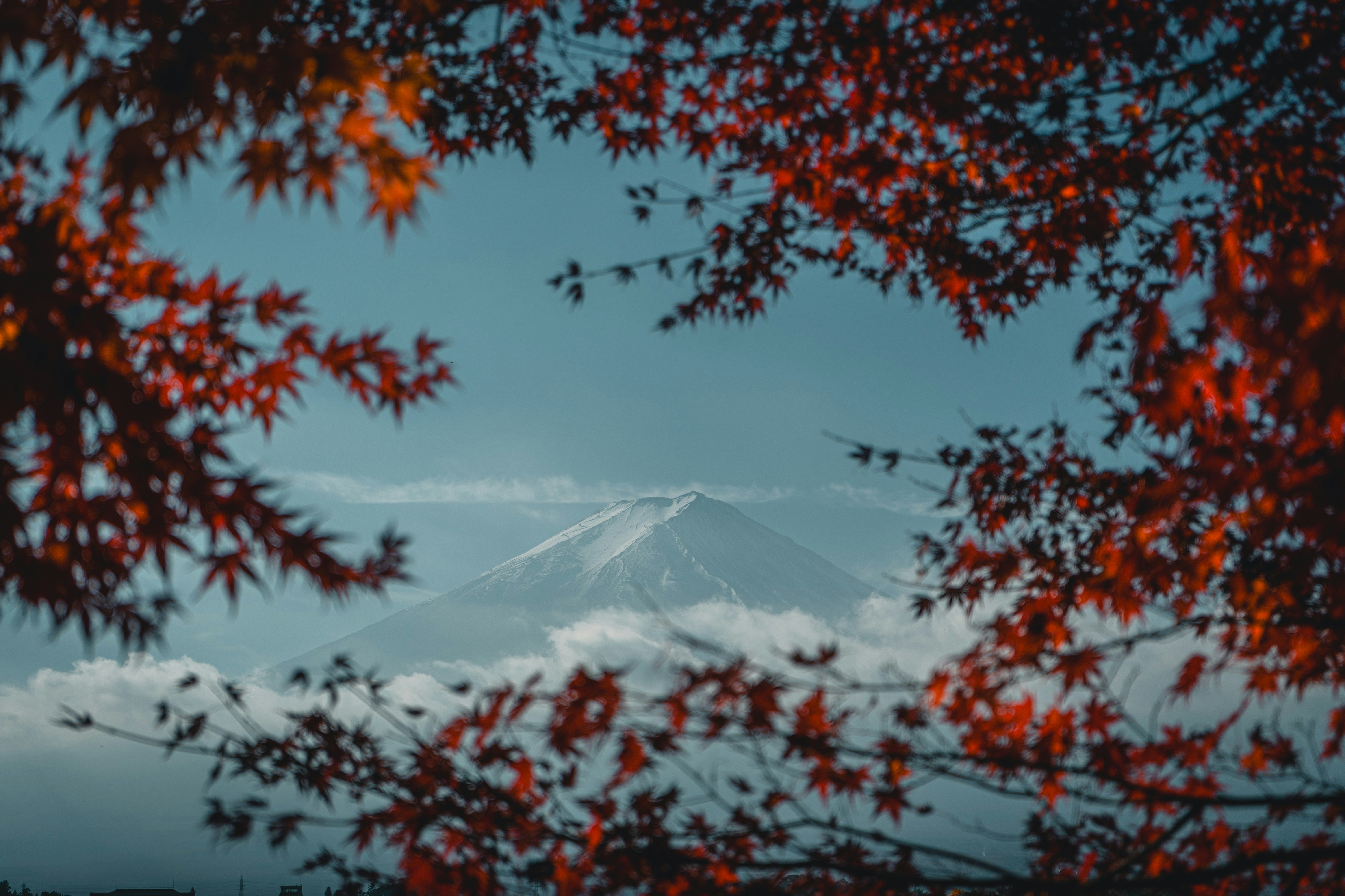 Mt. Fuji framed by autumn leaves