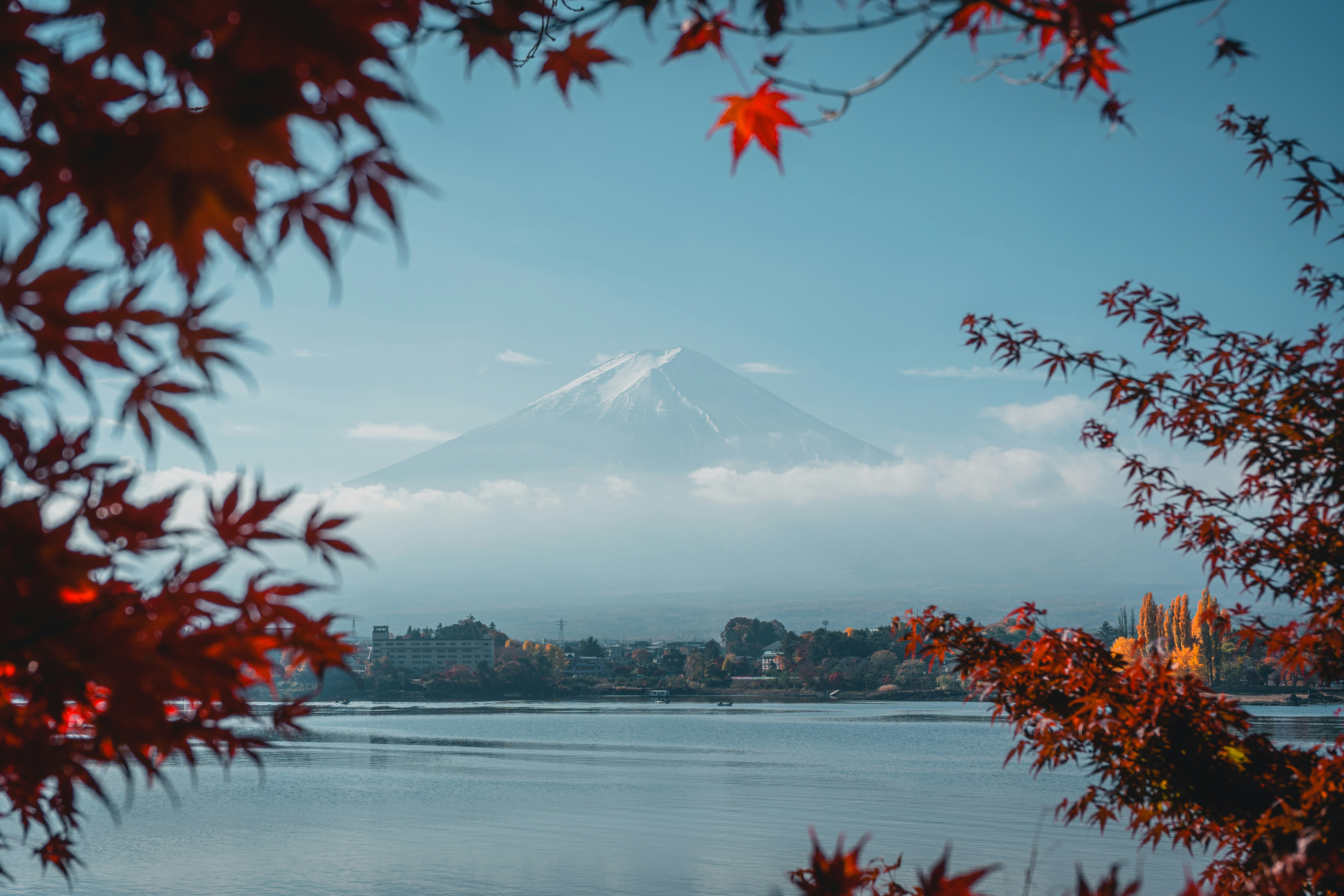 Fuji Dawn Framed by Crimson Leaves